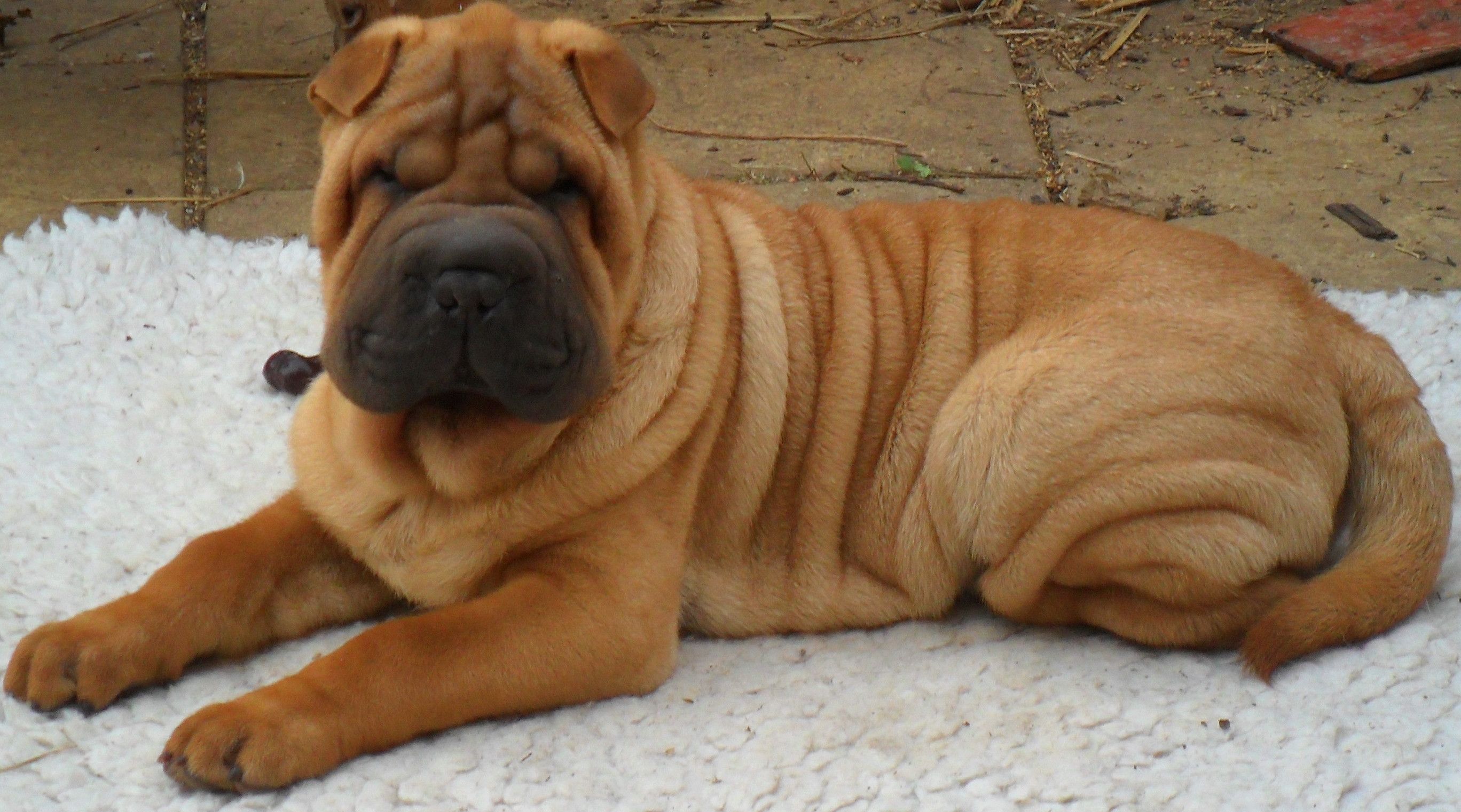 Shar Pei Dog Wallpapers - Wallpaper Cave
