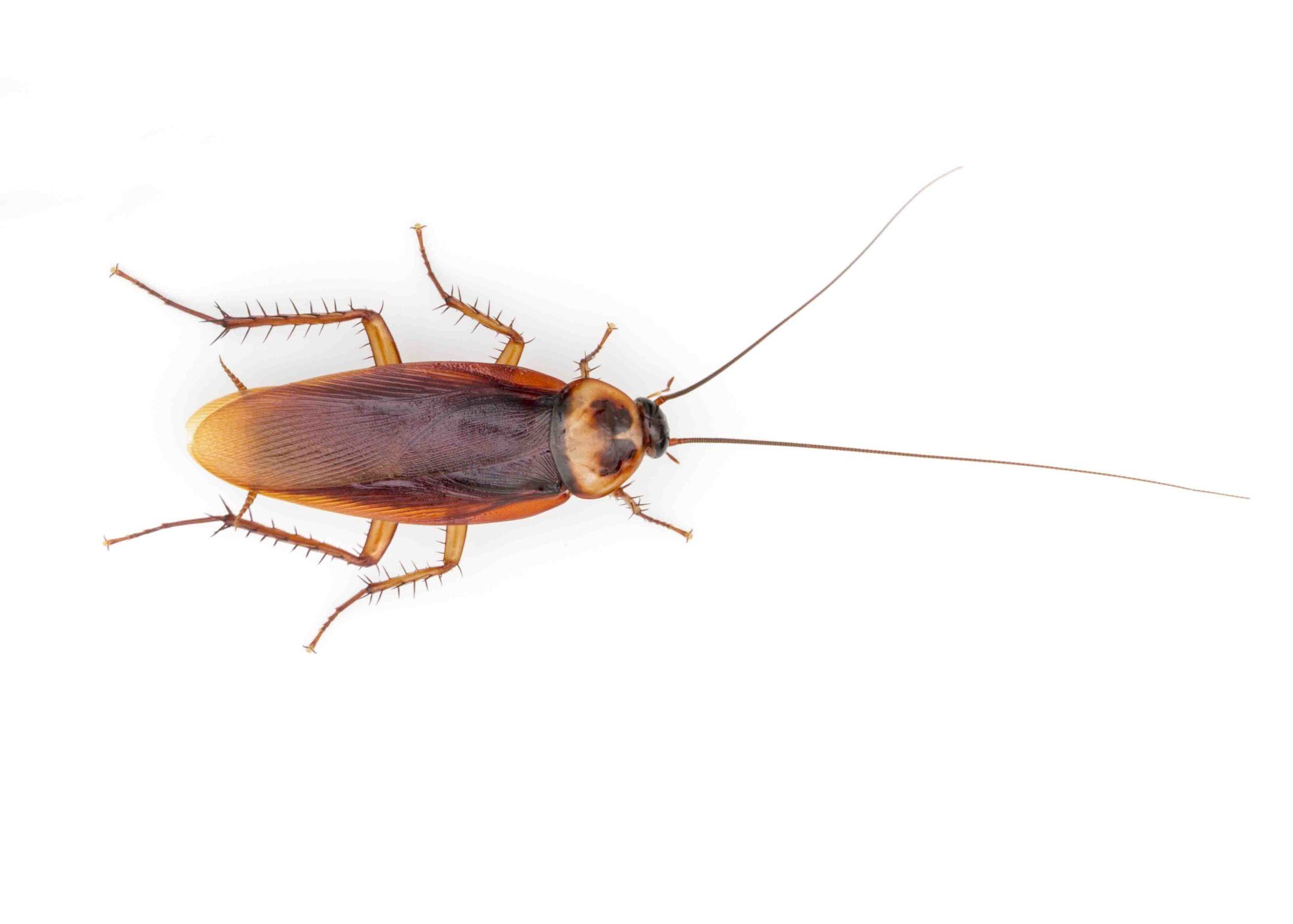 Dubia Roach Wallpapers - Wallpaper Cave
