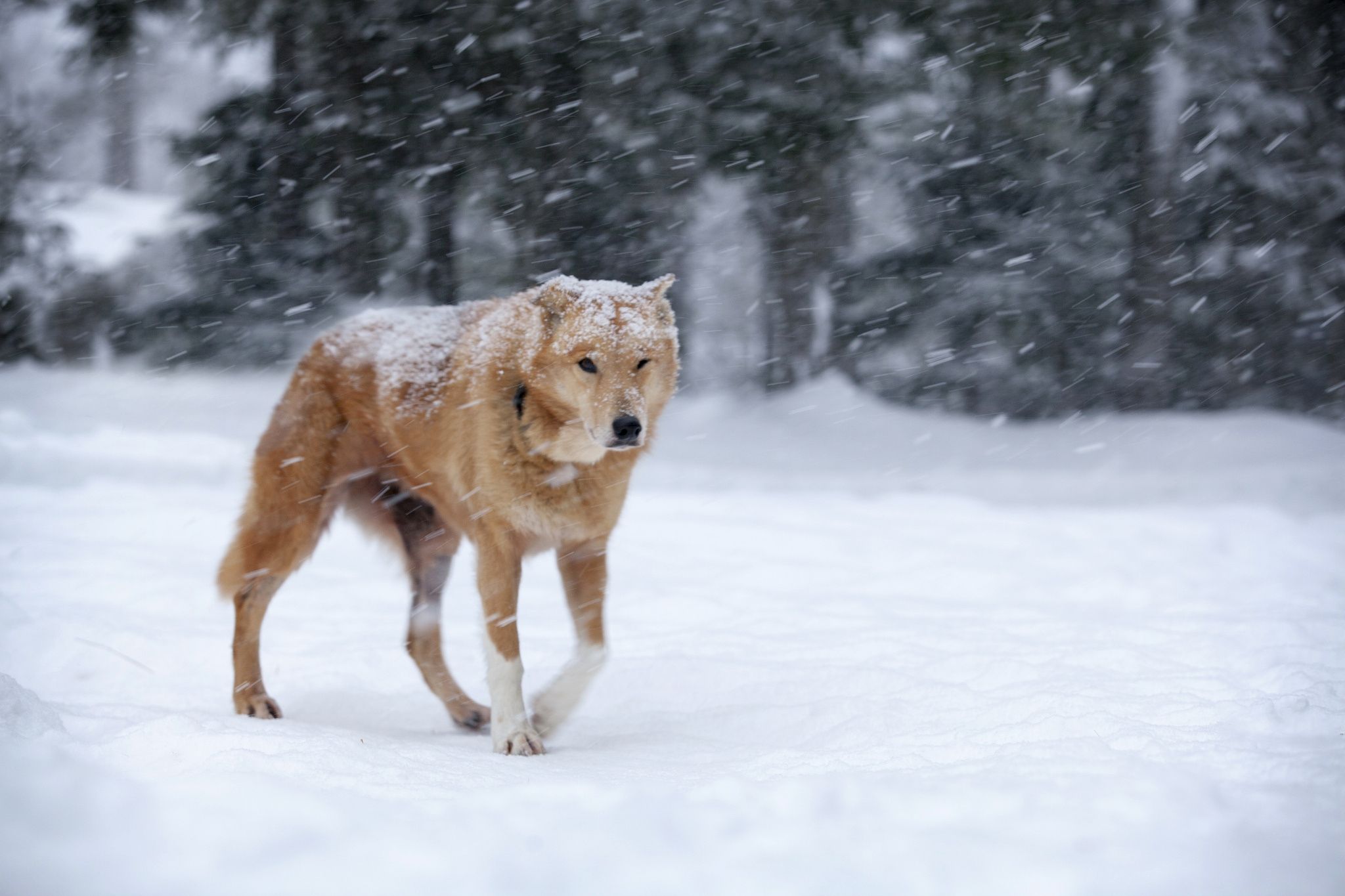 Snow Dog Wallpapers - Wallpaper Cave
