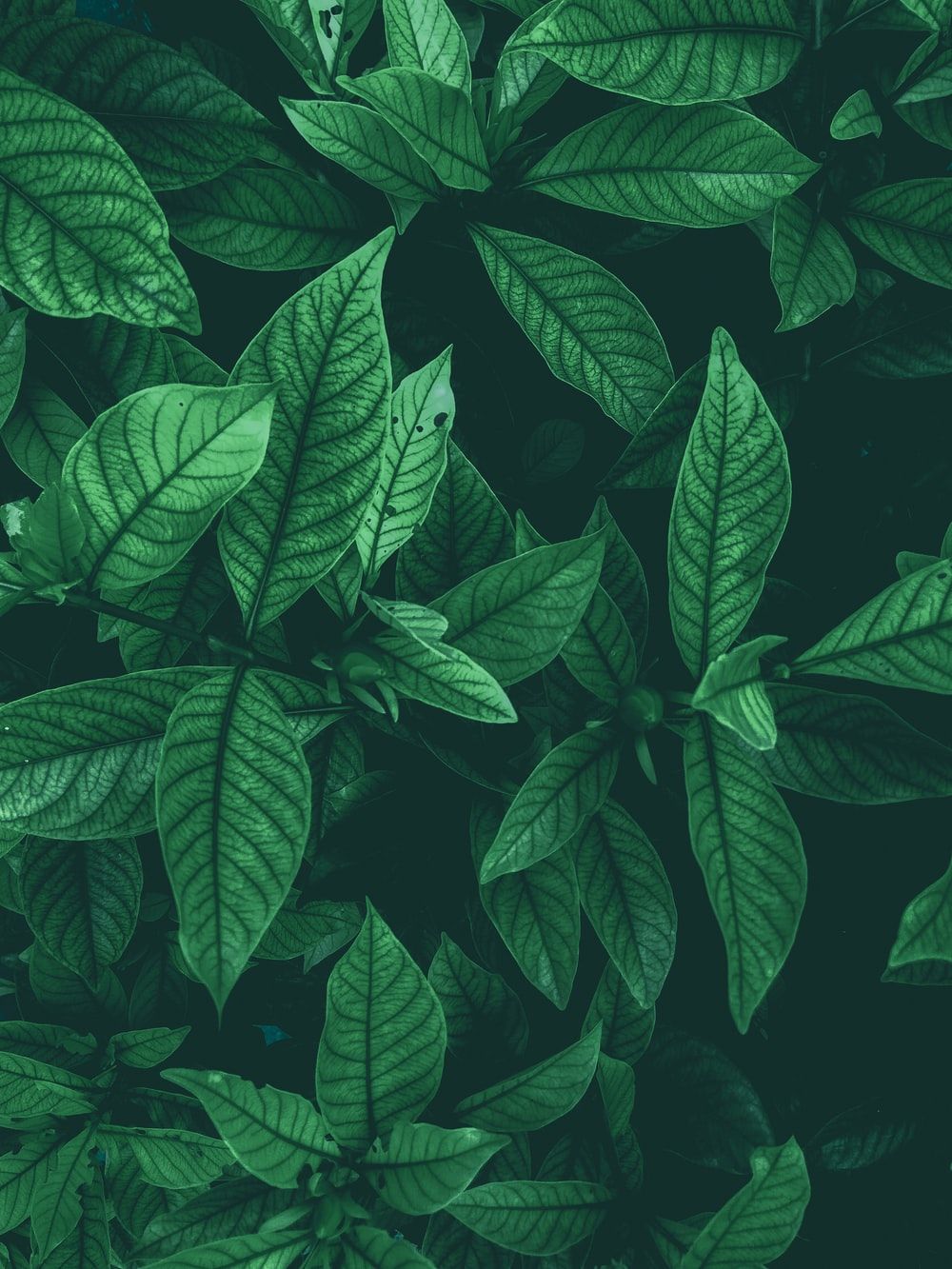 Neem Wallpapers - Wallpaper Cave