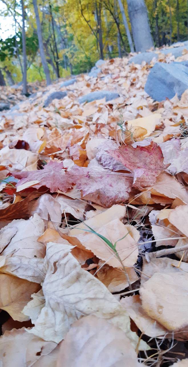 Colorful Jungle Autumn Wallpapers - Wallpaper Cave