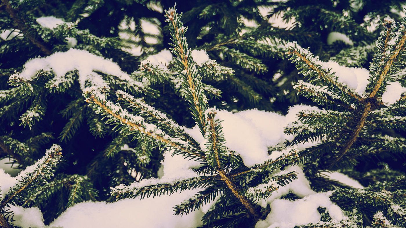 Green Winter Trees Wallpapers - Wallpaper Cave