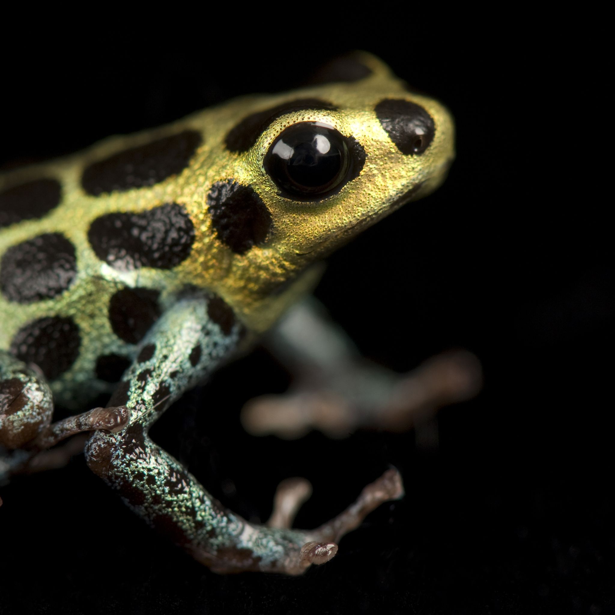 Rainbow Poison Dart Frog Wallpapers - Wallpaper Cave