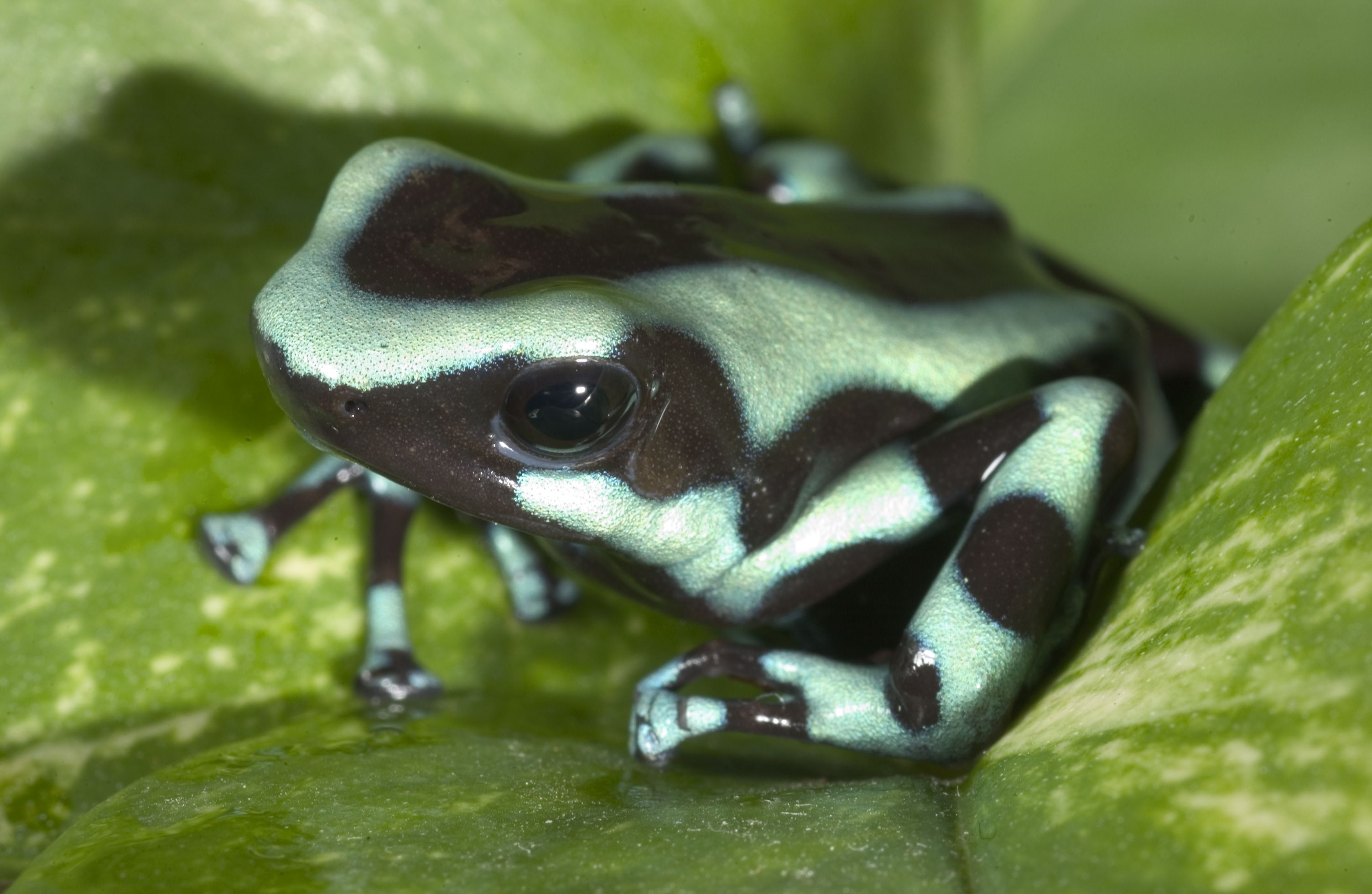 Rainbow Poison Dart Frog Wallpapers - Wallpaper Cave