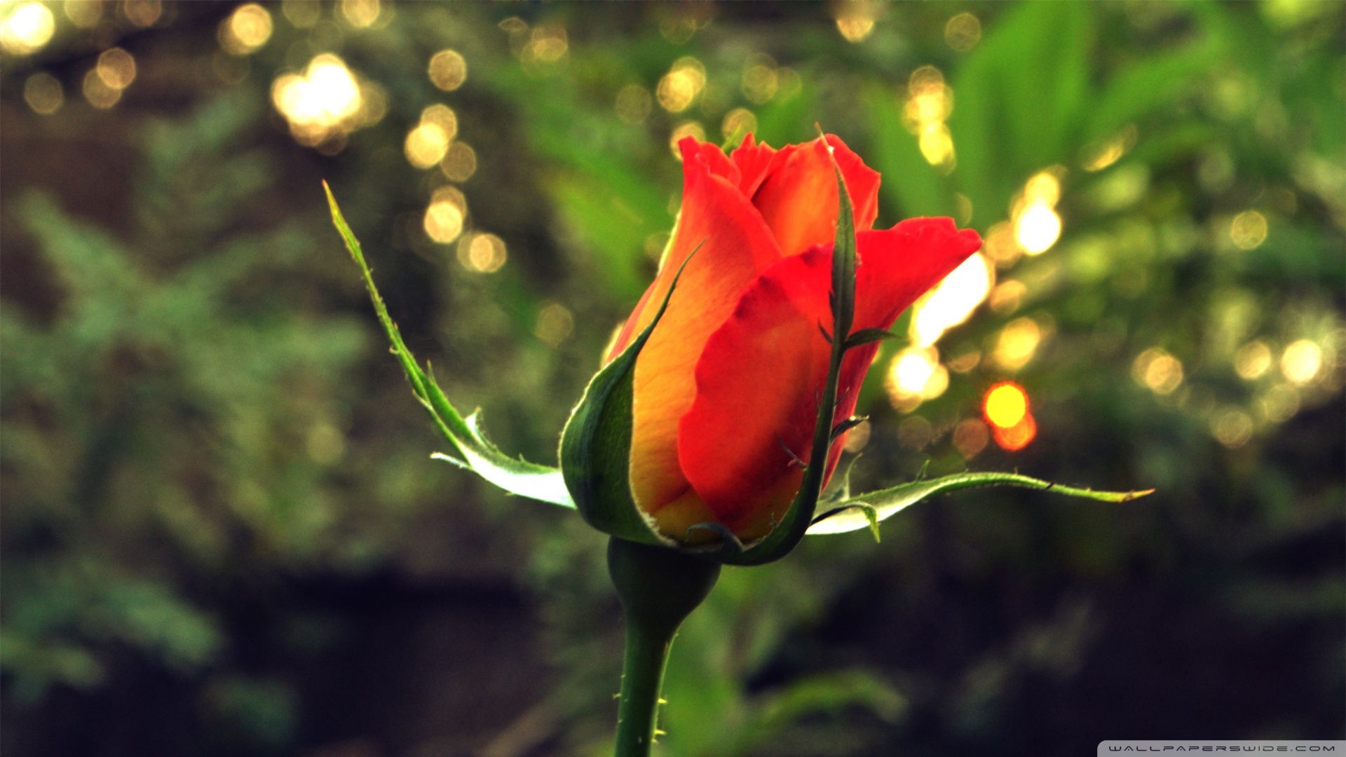 Red And Yellow Roses Flowers HD Wallpapers - Wallpaper Cave