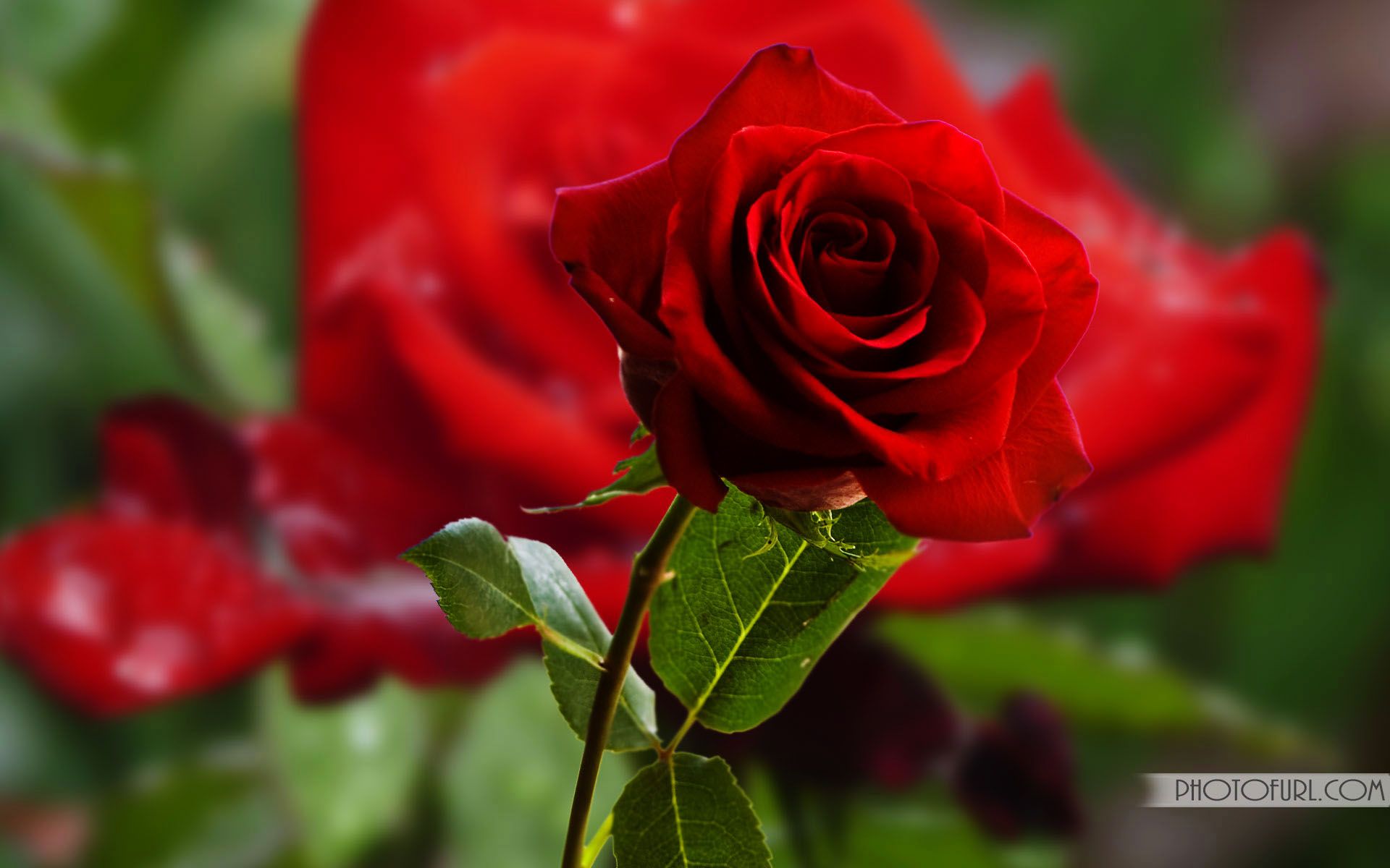 Red And Yellow Roses Flowers HD Wallpapers - Wallpaper Cave