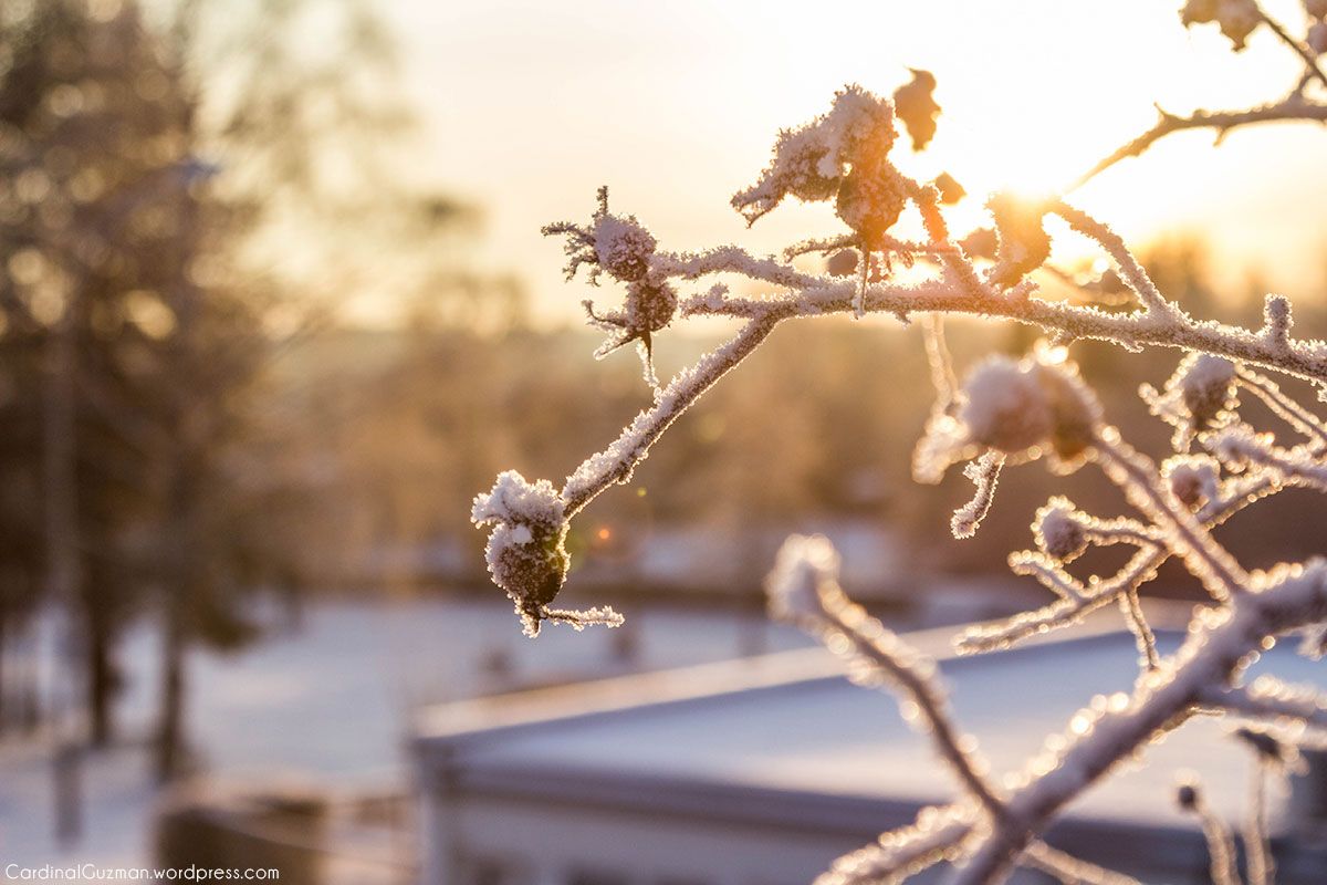 Sunny Winter Morning Wallpapers - Wallpaper Cave