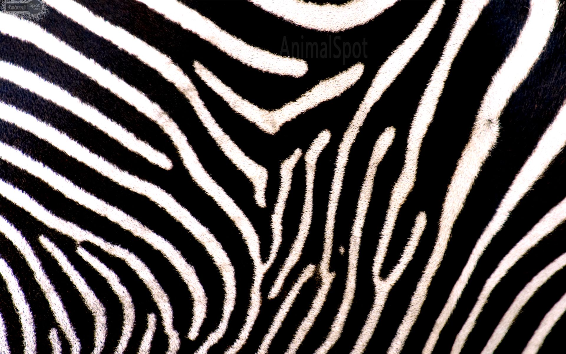 Print Zebra Wallpapers - Wallpaper Cave