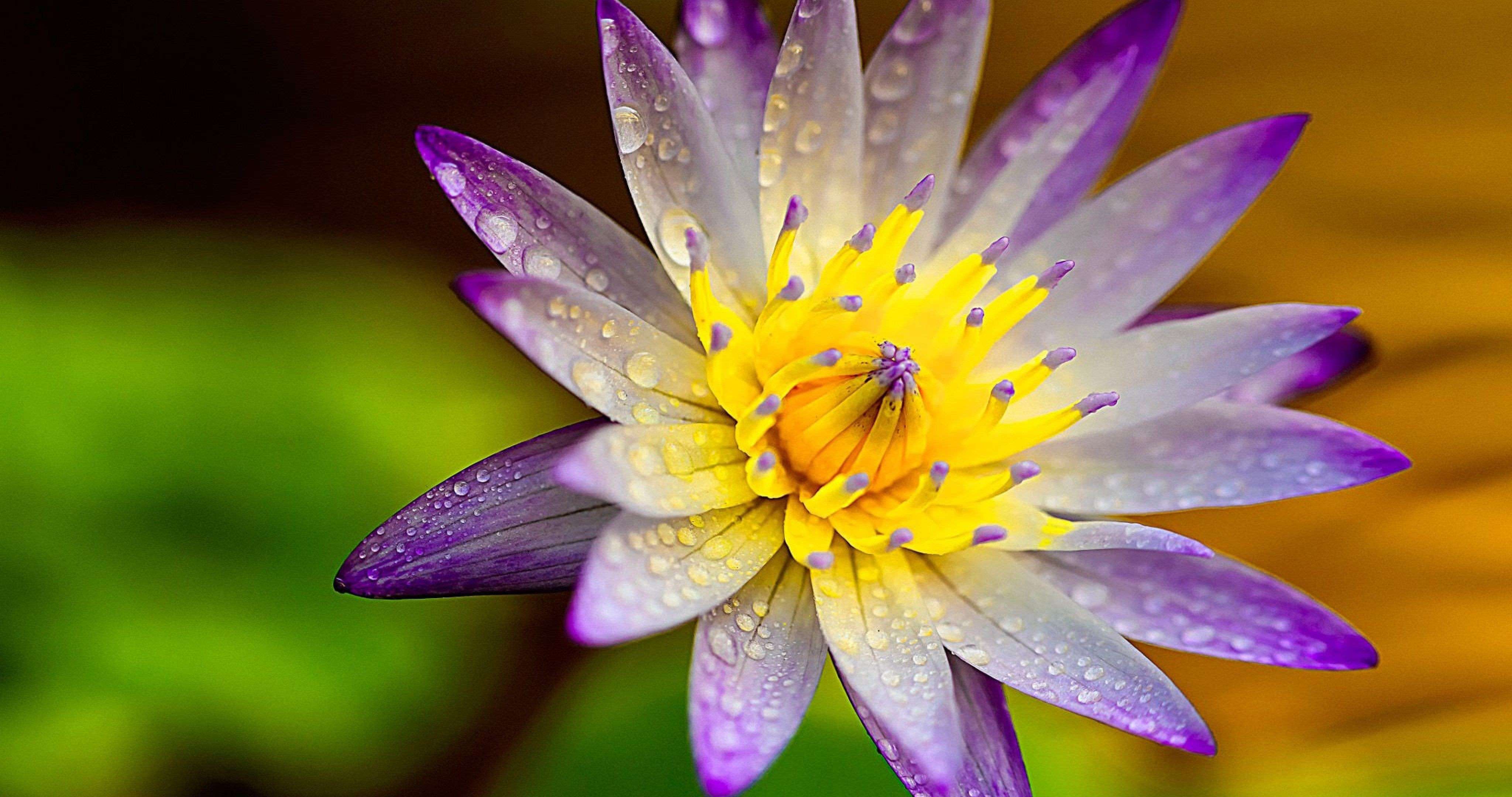 Flower 4k Desktop Wallpapers - Wallpaper Cave
