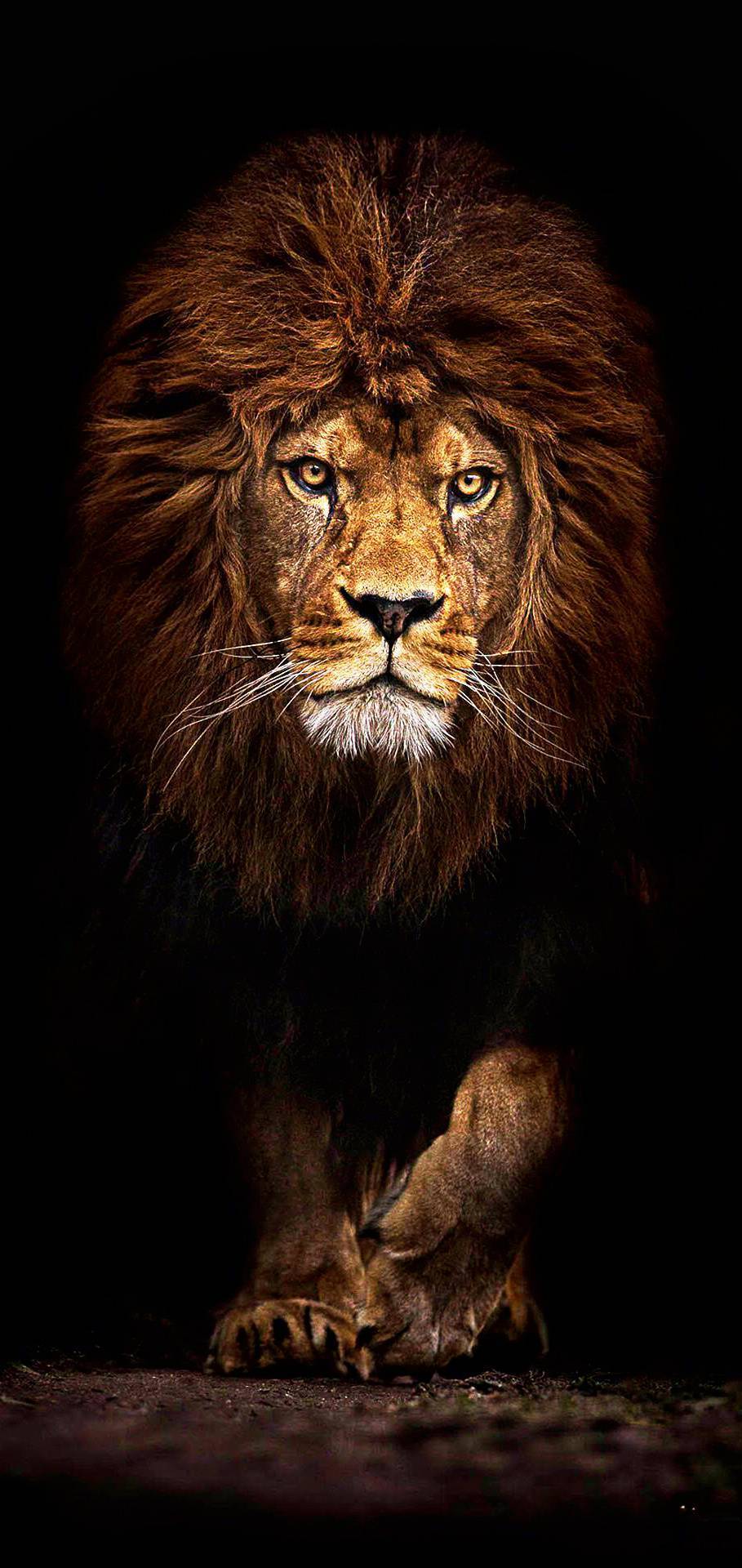 Lion Walking Wallpapers - Wallpaper Cave