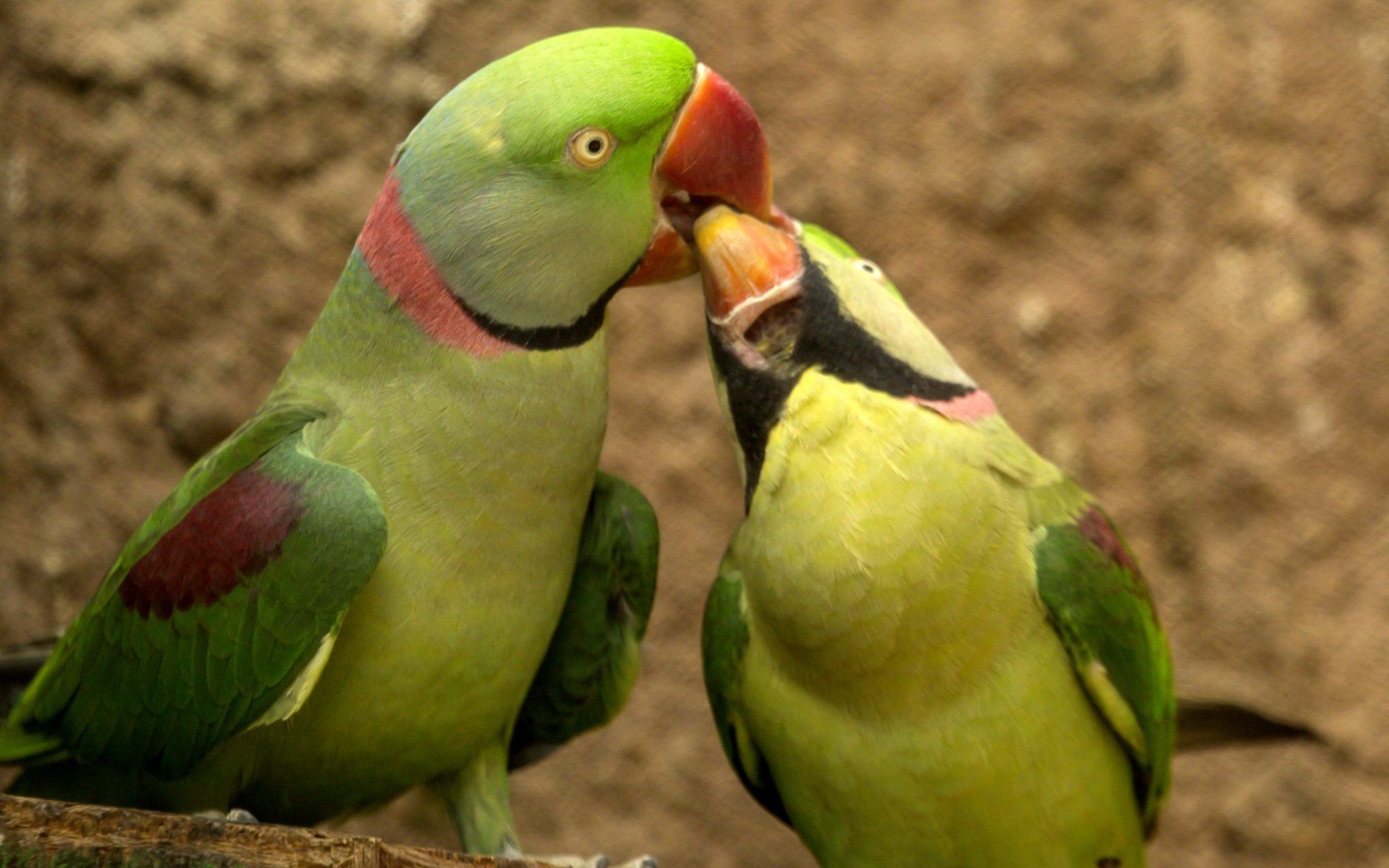 Love Parrots Wallpapers