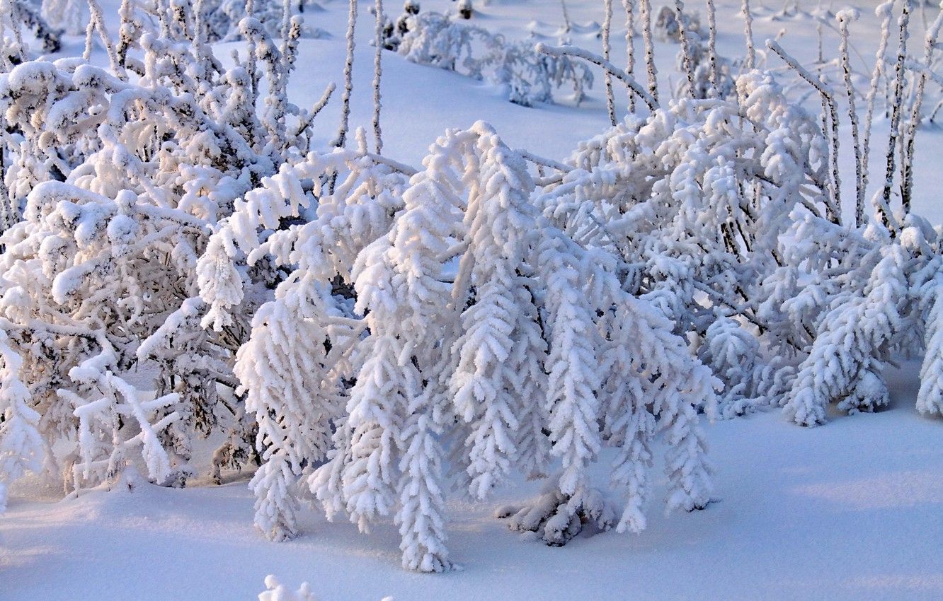 Winter Bushes Wallpapers - Wallpaper Cave