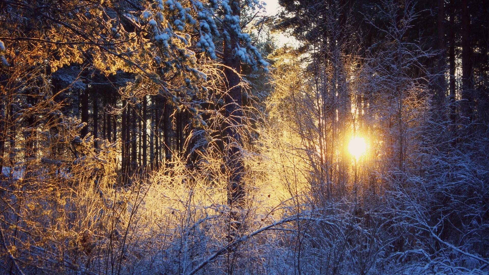Winter Sunny Forest Wallpapers - Wallpaper Cave