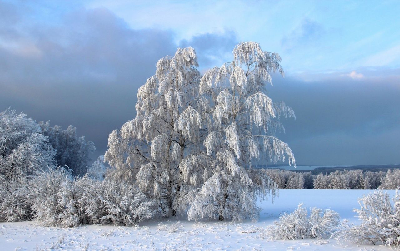 Winter Bushes Wallpapers - Wallpaper Cave