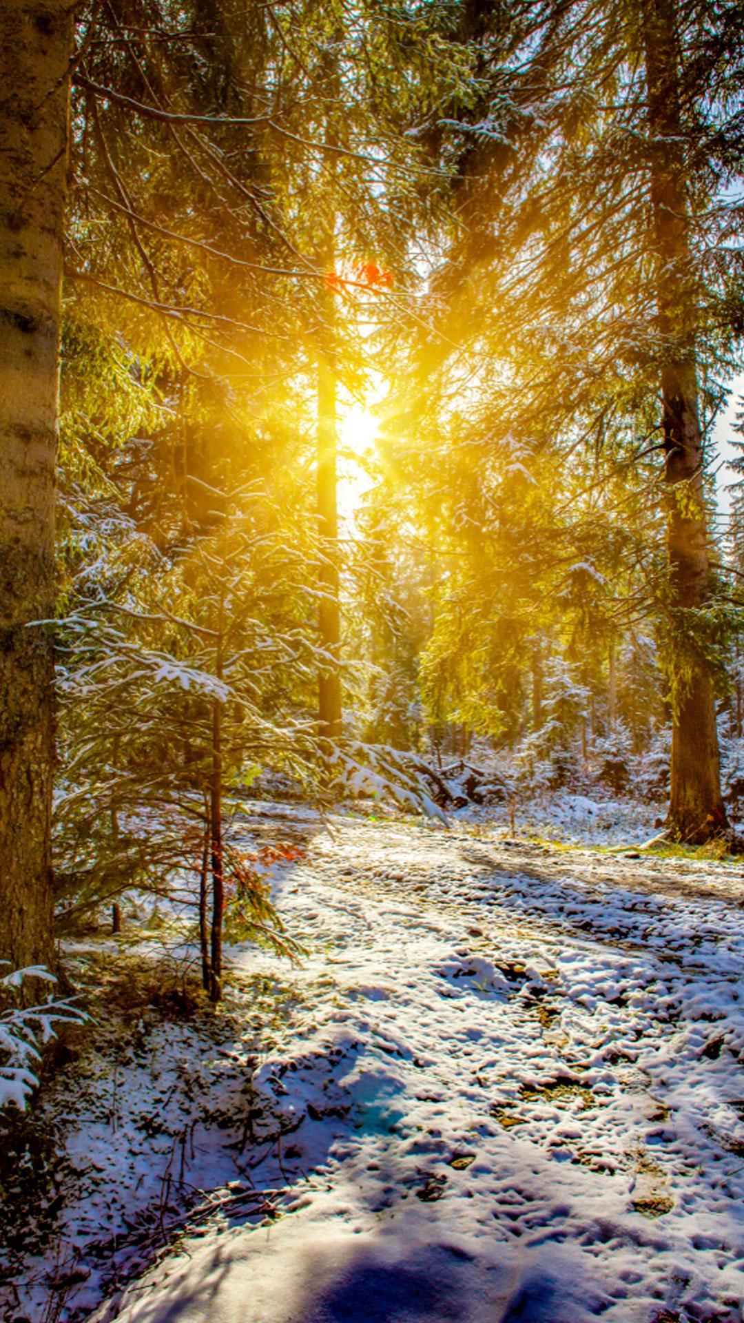 Winter Sunny Forest Wallpapers - Wallpaper Cave