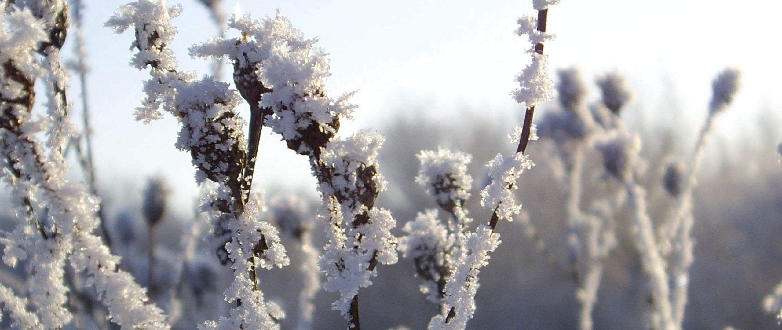 Winter Bushes Wallpapers - Wallpaper Cave
