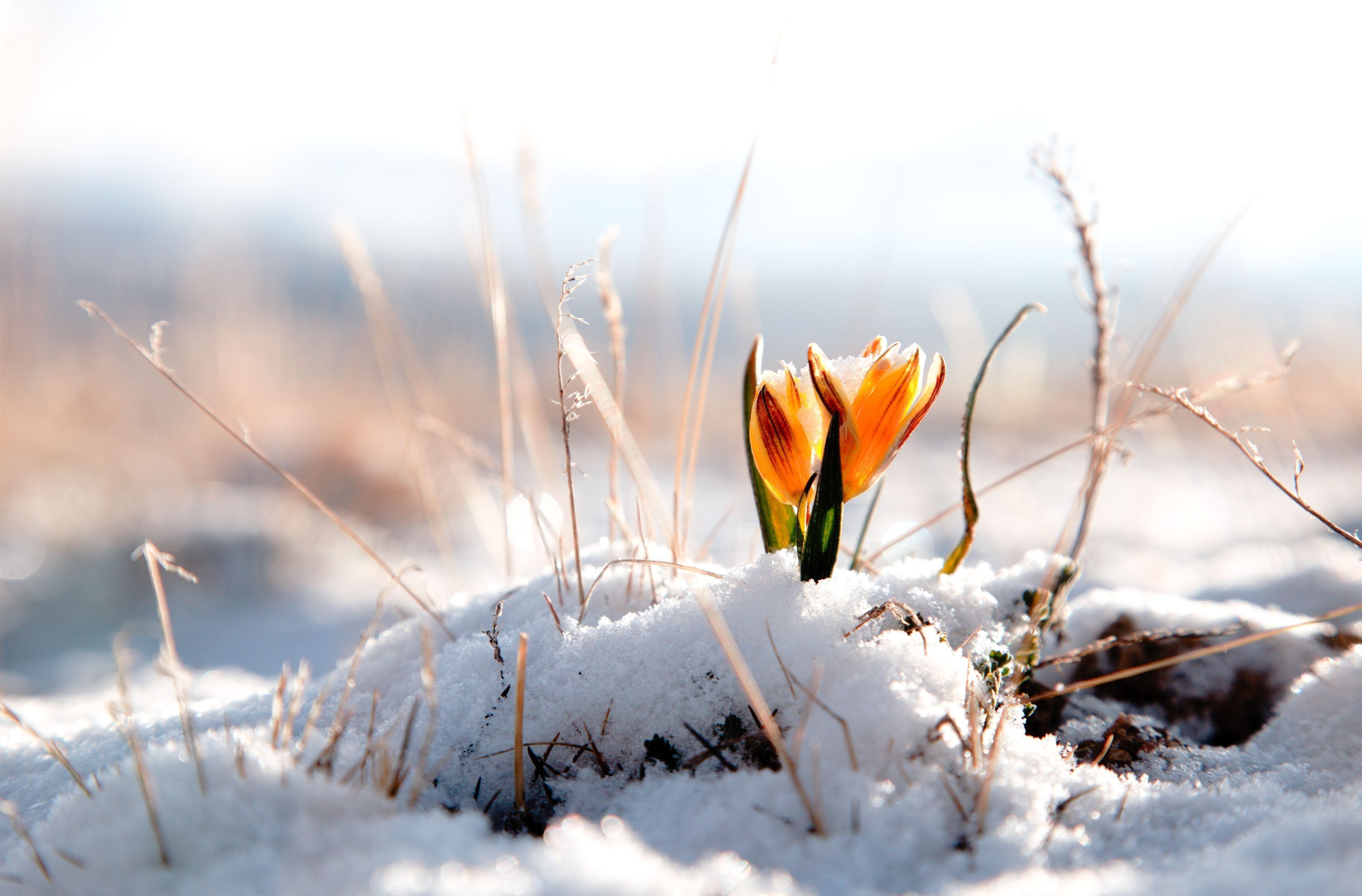 Winter Melting Wallpapers Wallpaper Cave Winter Melting Wallpapers Wallpaper Cave