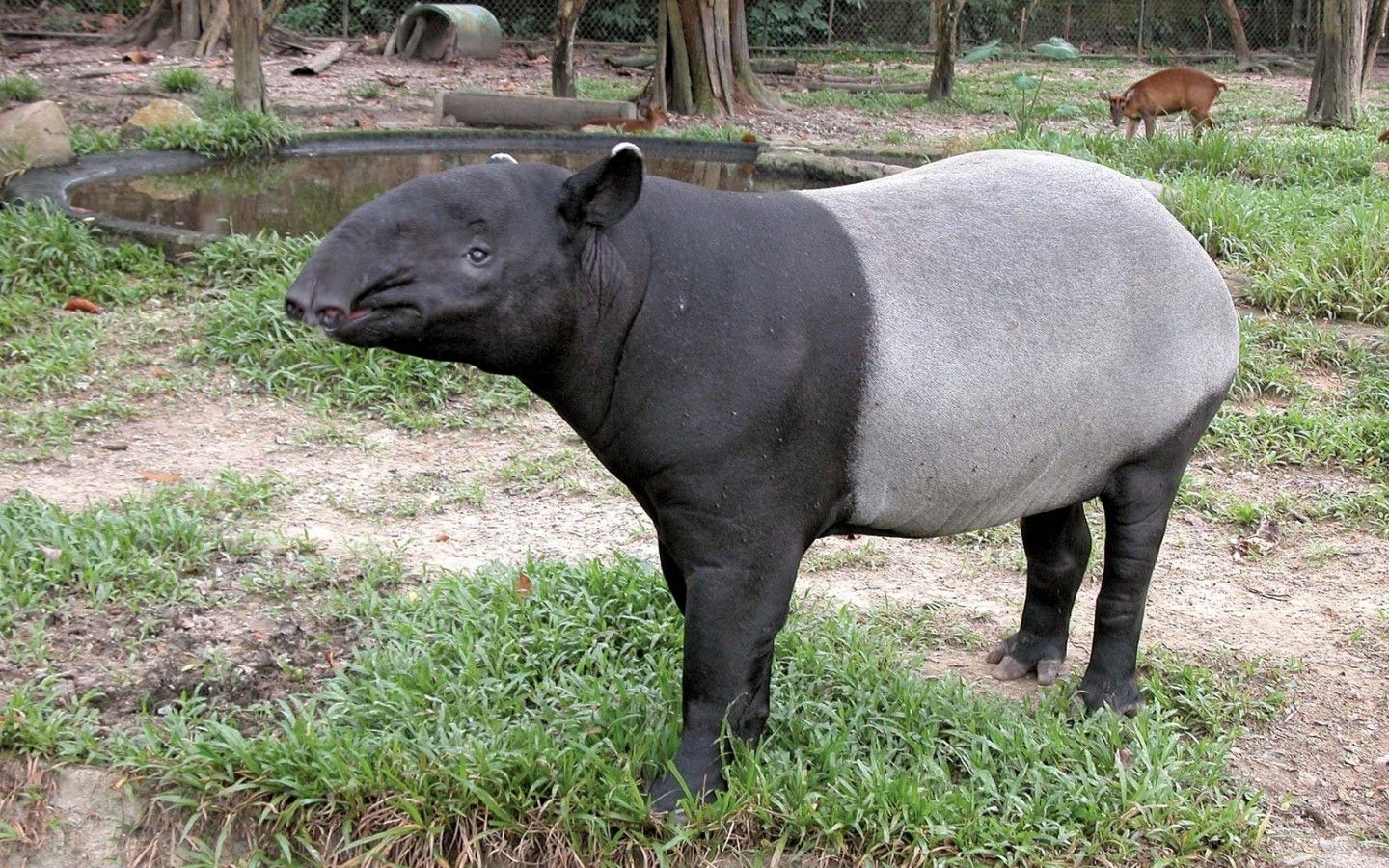 Tapir Wallpapers - Wallpaper Cave