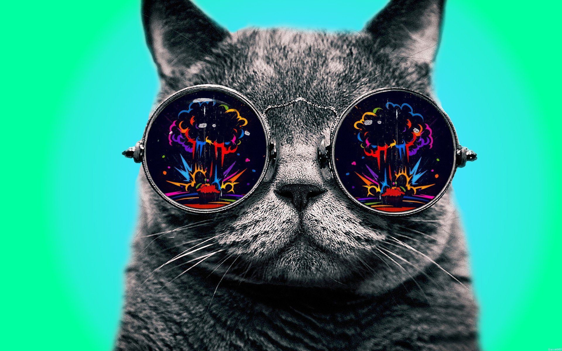 Dope Cat Wallpapers - Wallpaper Cave