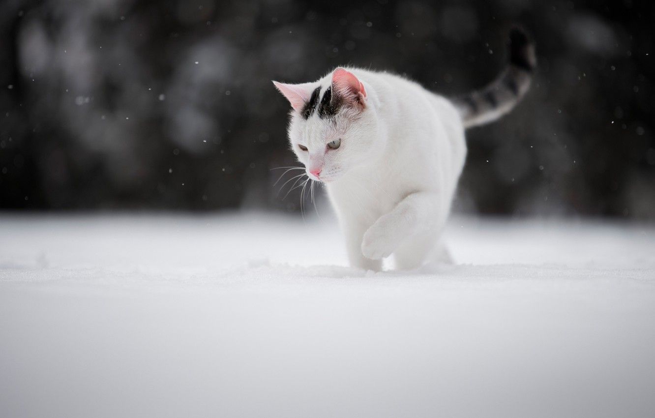 Winter Snow Cat Wallpapers - Wallpaper Cave
