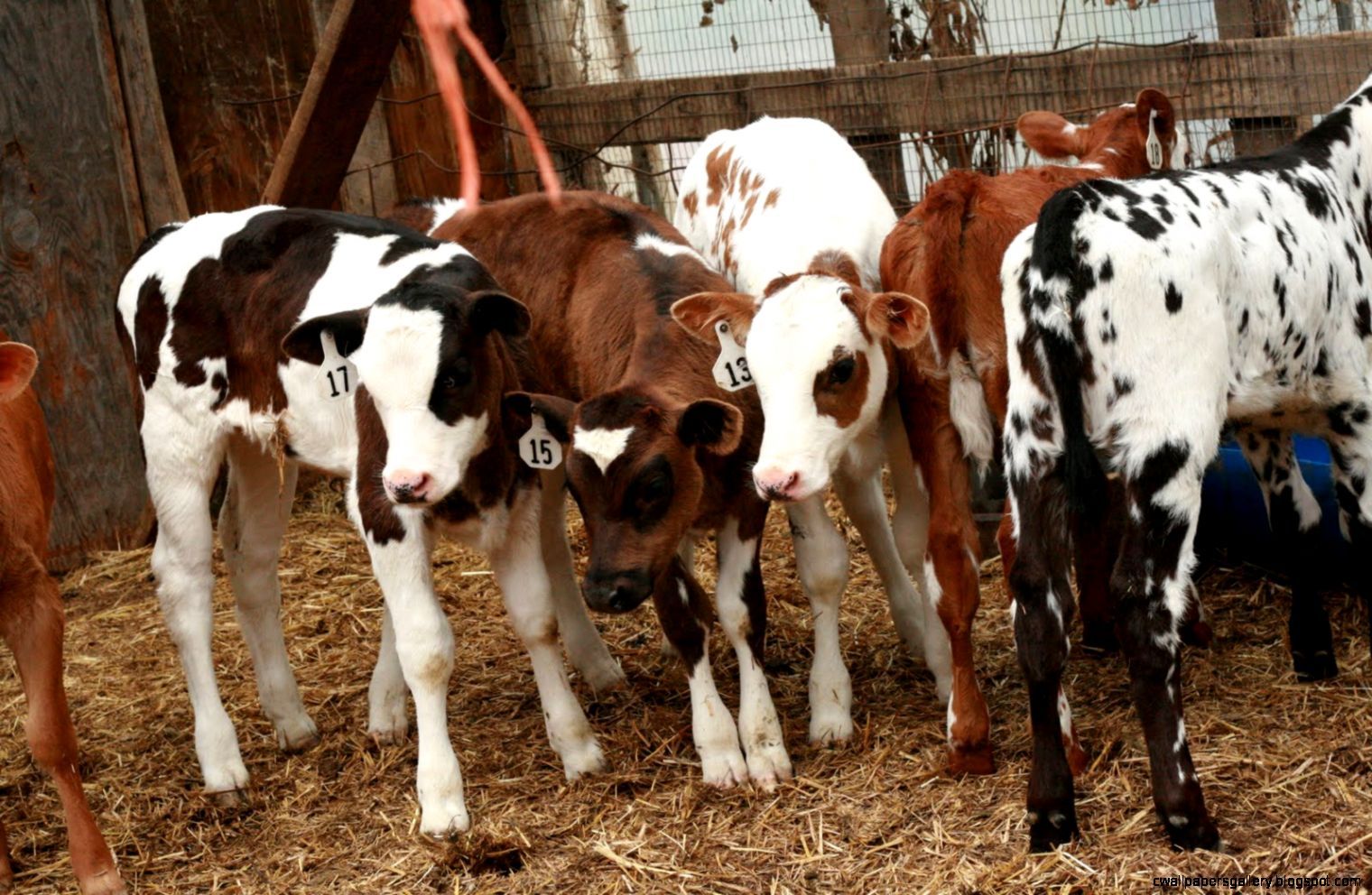 Animals Farm Wallpapers - Wallpaper Cave