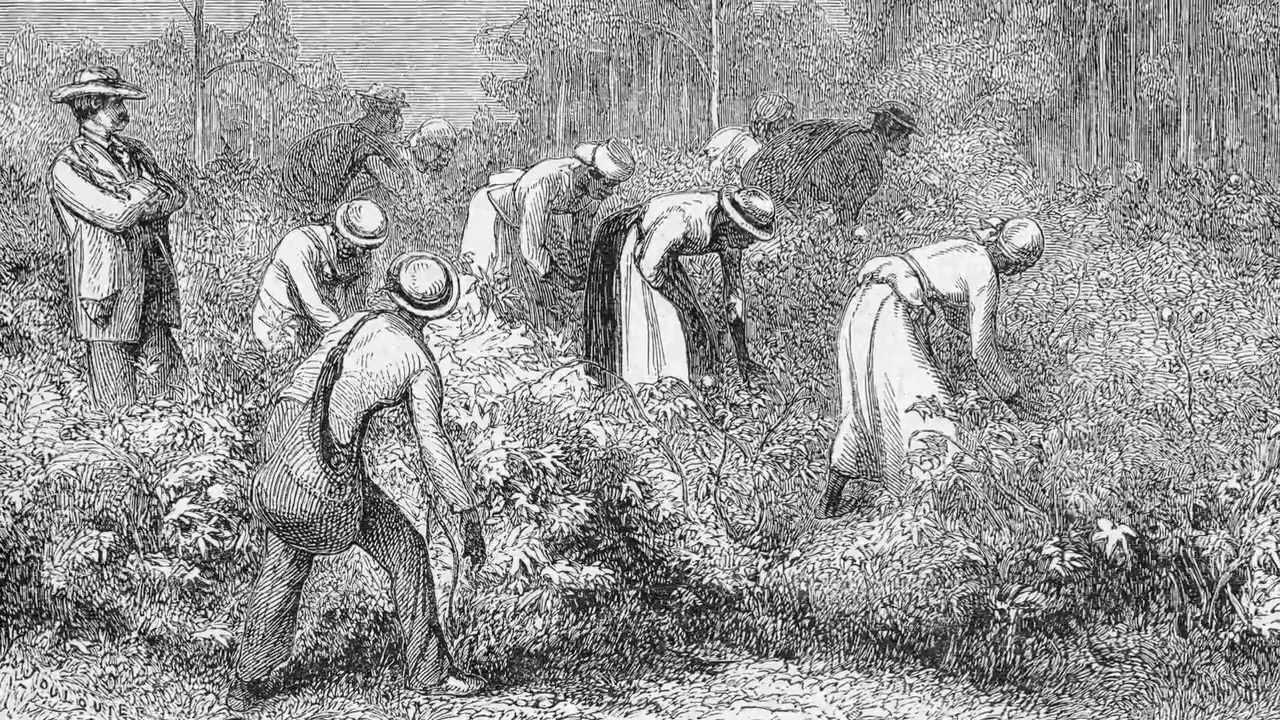 Slavery Cotton Wallpapers - Wallpaper Cave