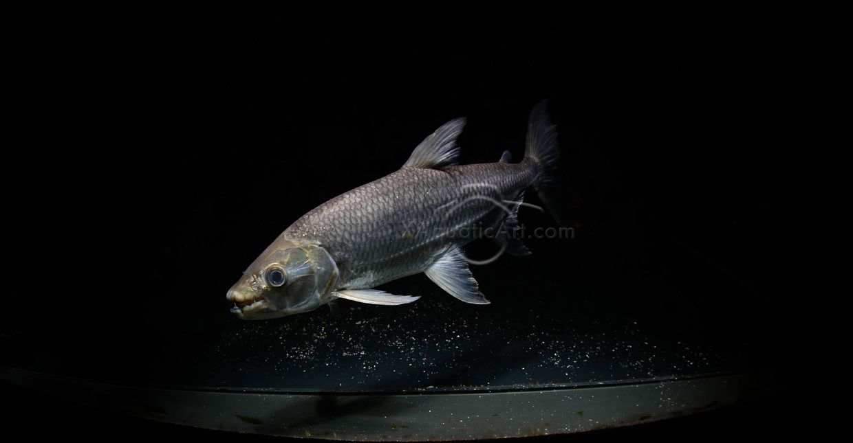 Tigerfish Wallpapers - Wallpaper Cave