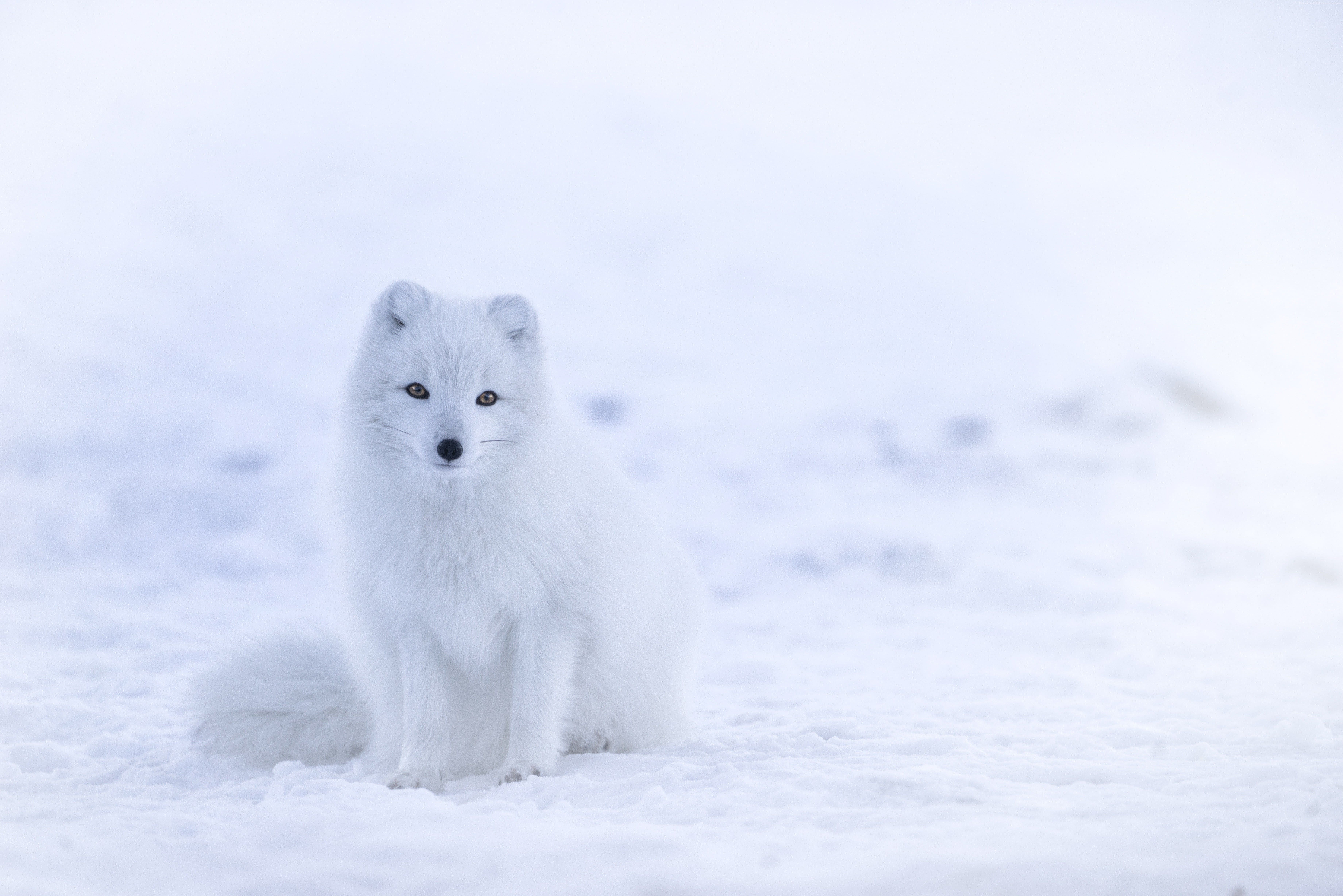 Arctic Foxes Wallpapers - Wallpaper Cave