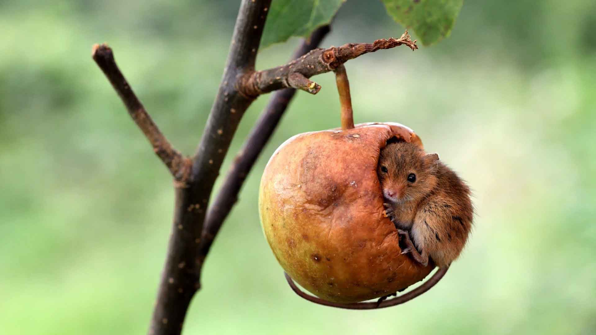 Save Nature Wallpapers - Wallpaper Cave