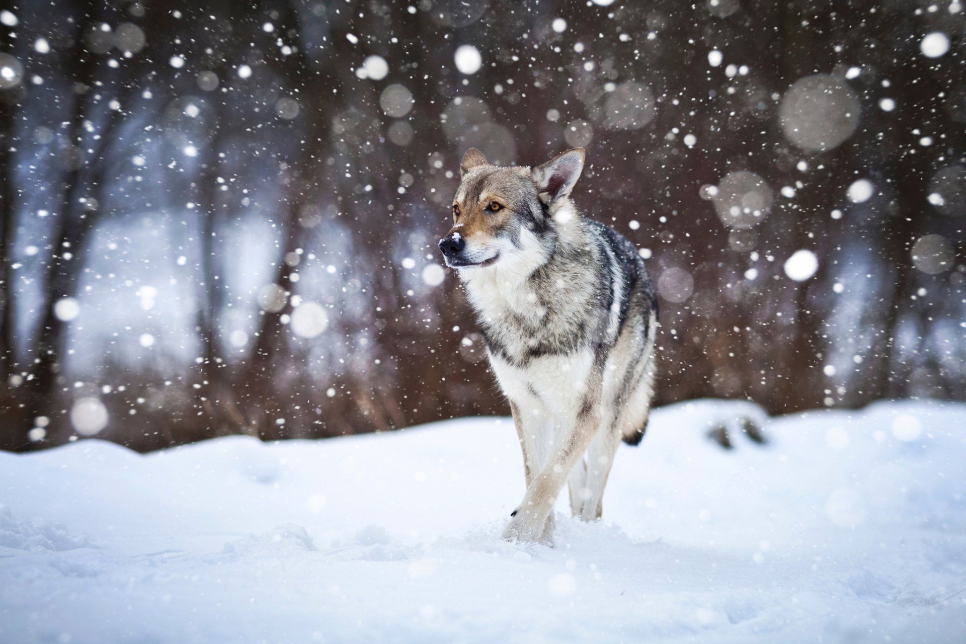 Snow Dogs Wallpapers - Wallpaper Cave