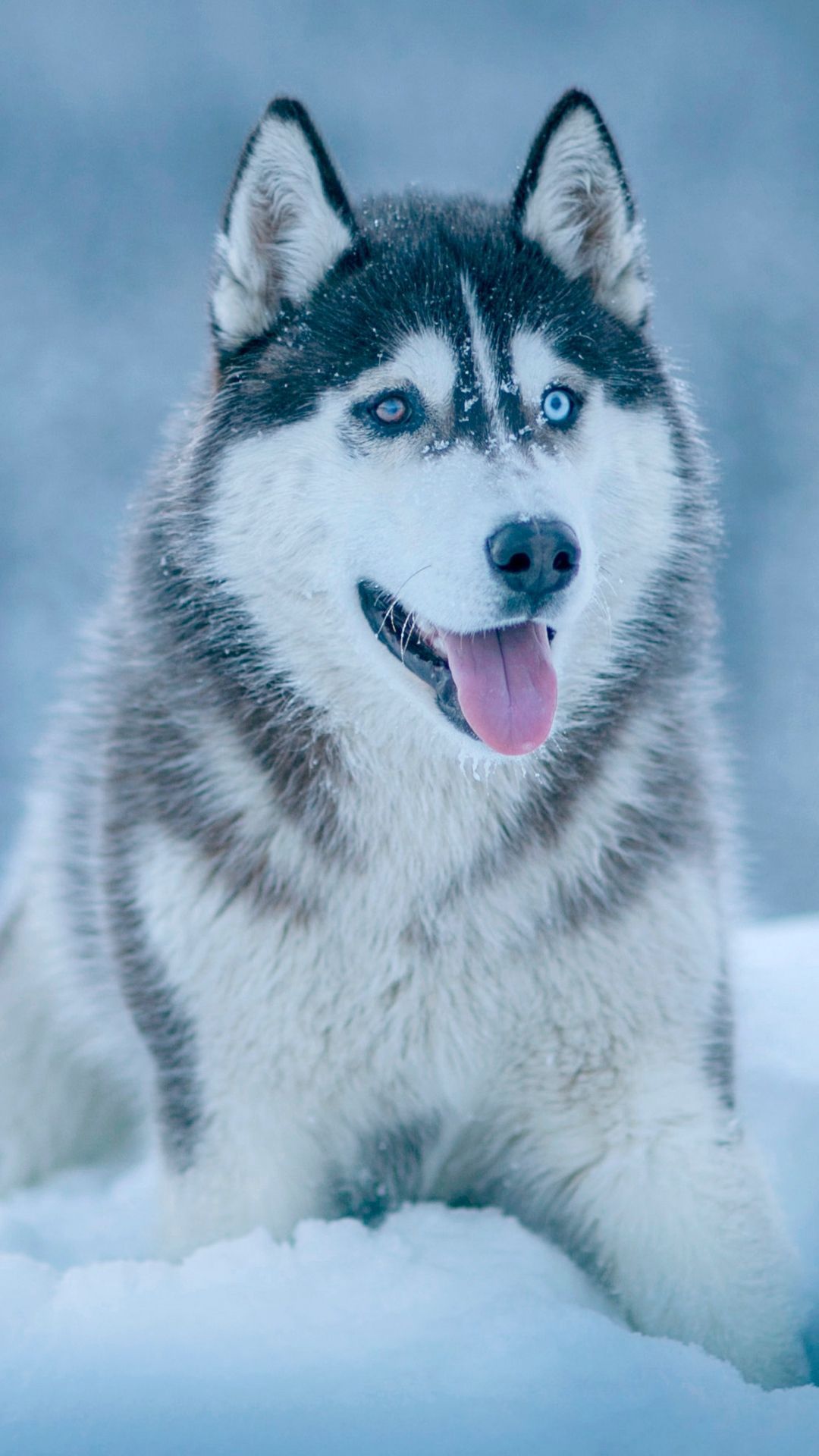 Snow Dogs Wallpapers - Wallpaper Cave