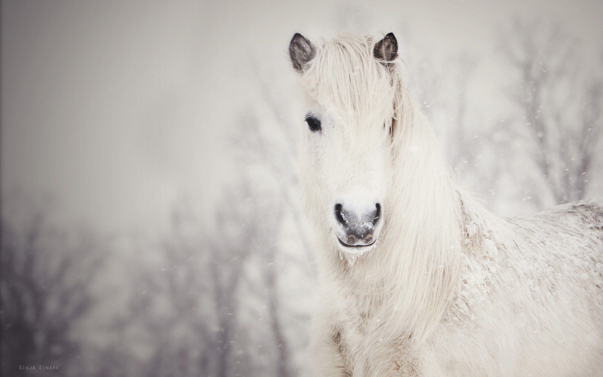 Beautiful Winter Horse Wallpapers - Wallpaper Cave