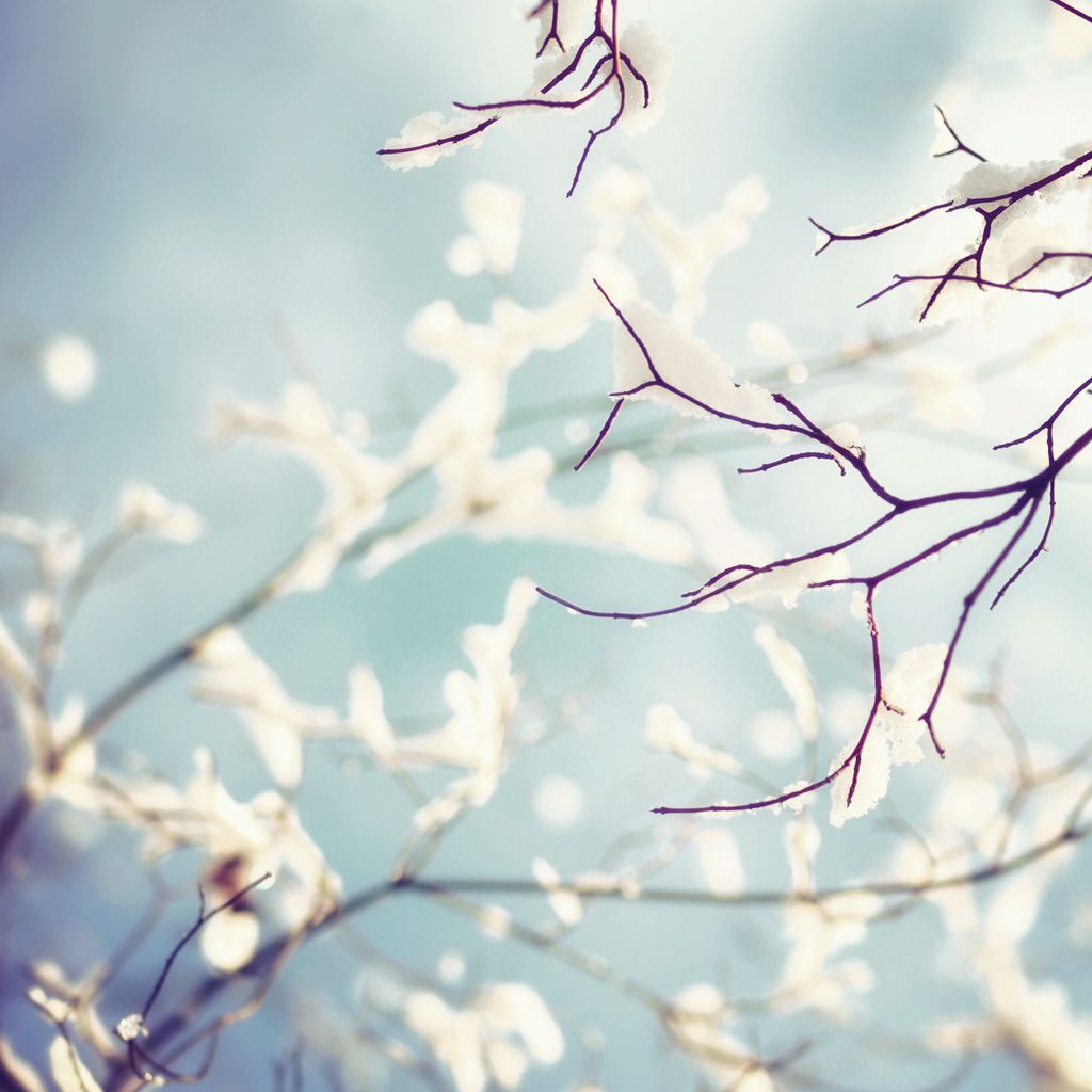 Winter Branches Wallpapers - Wallpaper Cave