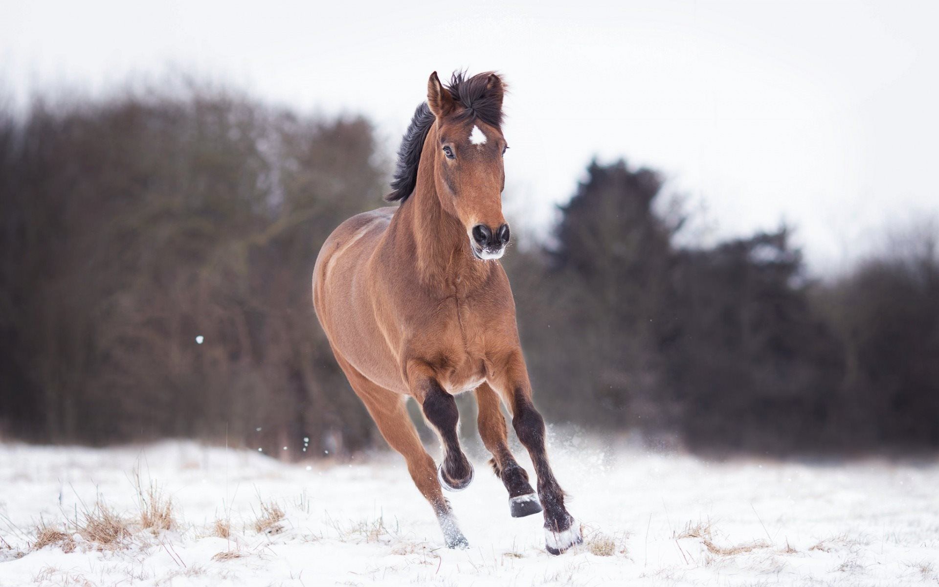 Beautiful Winter Horse Wallpapers - Wallpaper Cave