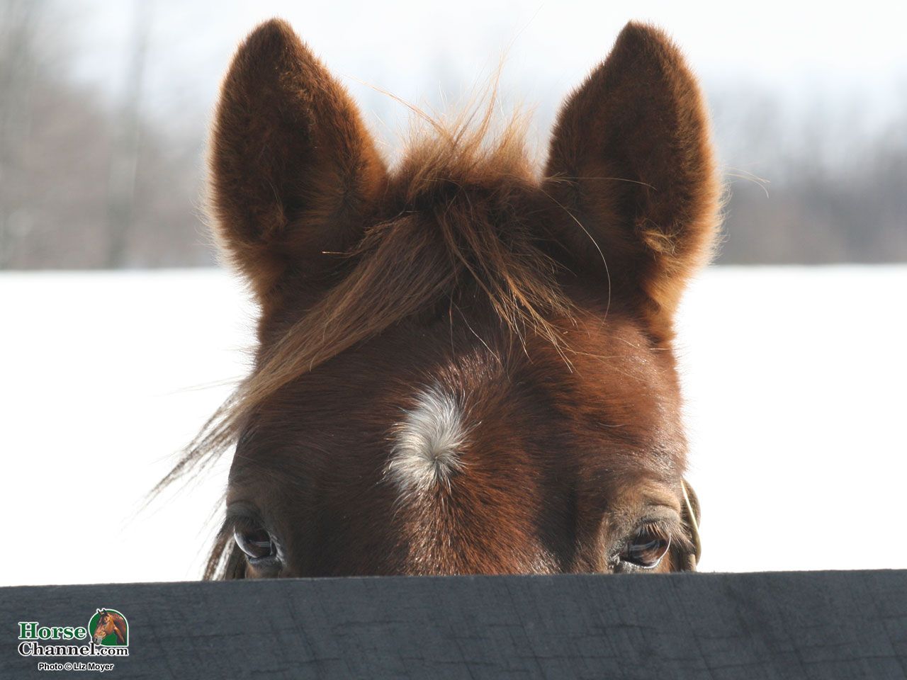Beautiful Winter Horse Wallpapers - Wallpaper Cave