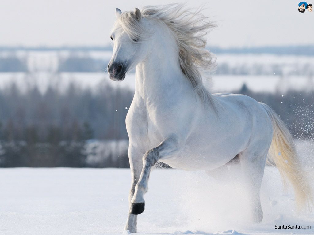 Beautiful Winter Horse Wallpapers - Wallpaper Cave