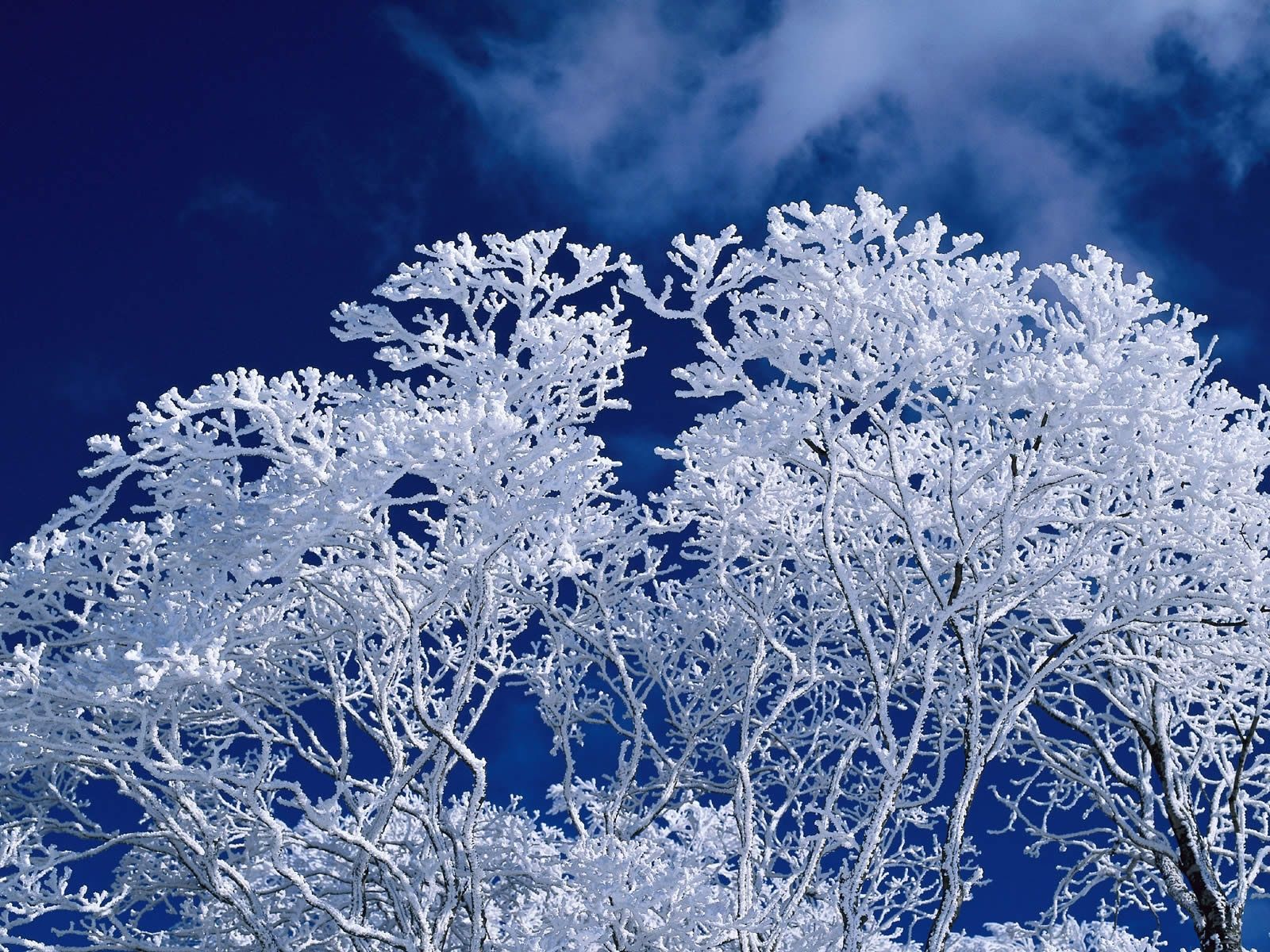 Winter Branches Wallpapers - Wallpaper Cave