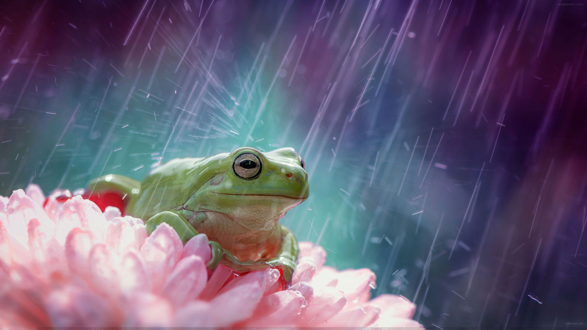 Spring Rain Desktop Wallpapers - Wallpaper Cave