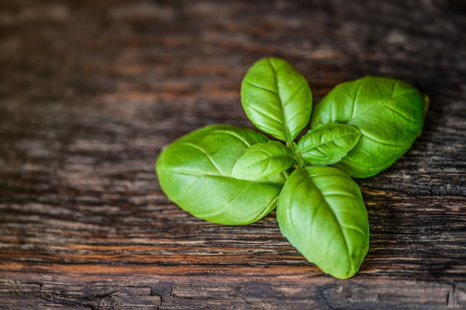 Basil Wallpapers Wallpaper Cave