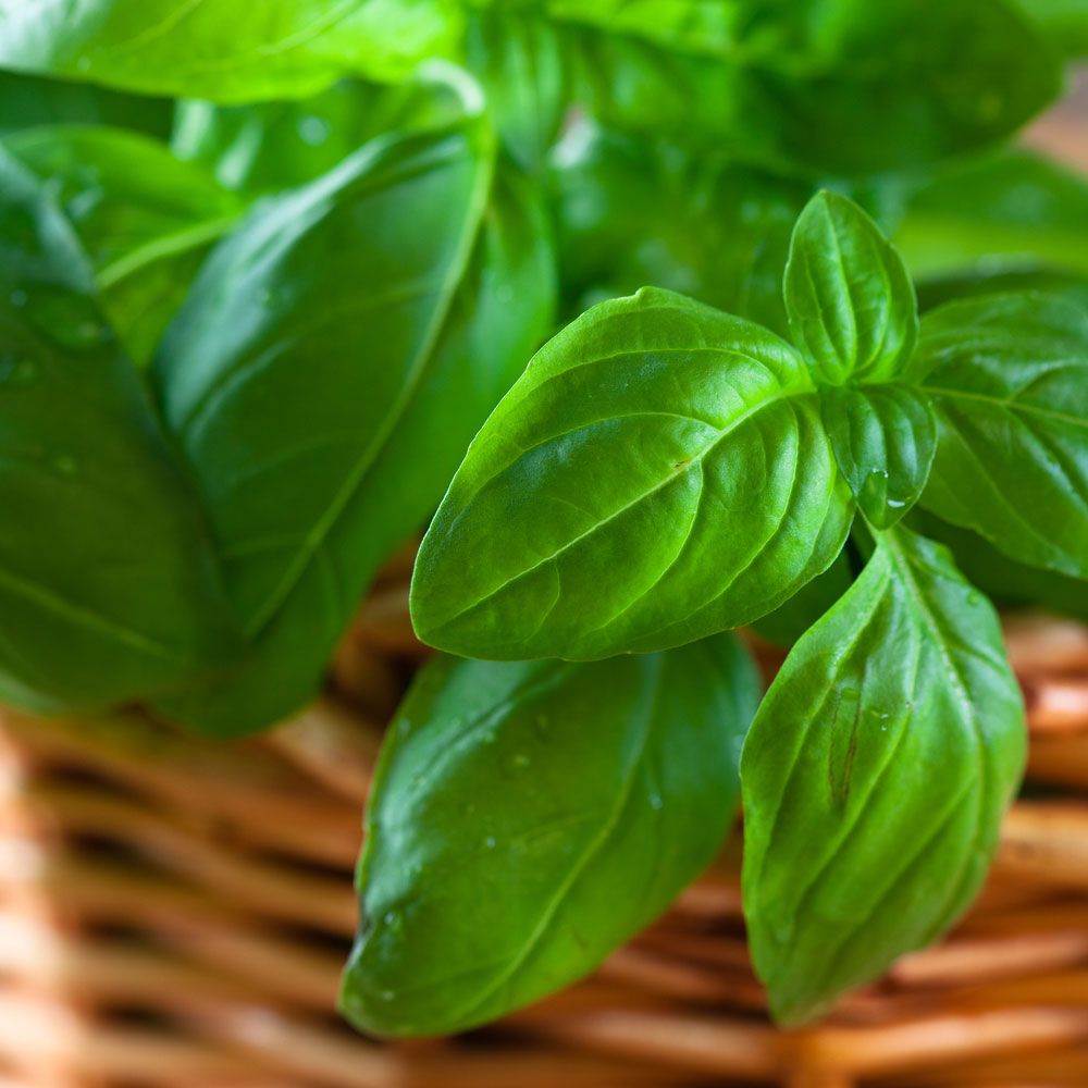 Basil Wallpapers - Wallpaper Cave