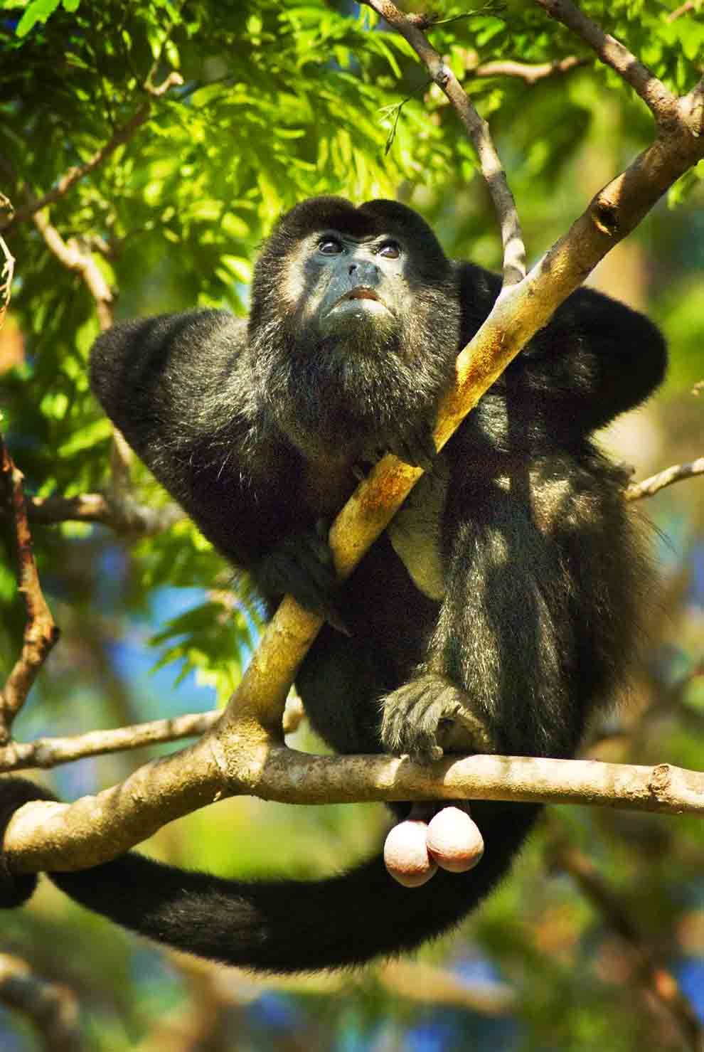 Howler Monkey Wallpapers - Wallpaper Cave