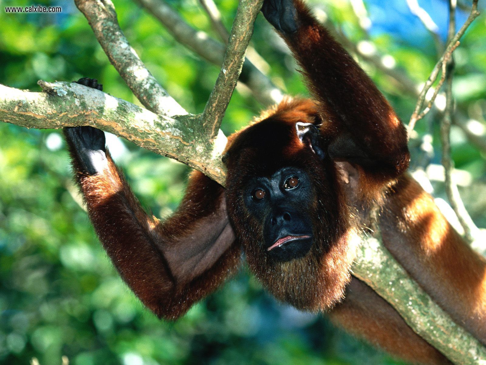 Howler Monkey Wallpapers - Wallpaper Cave