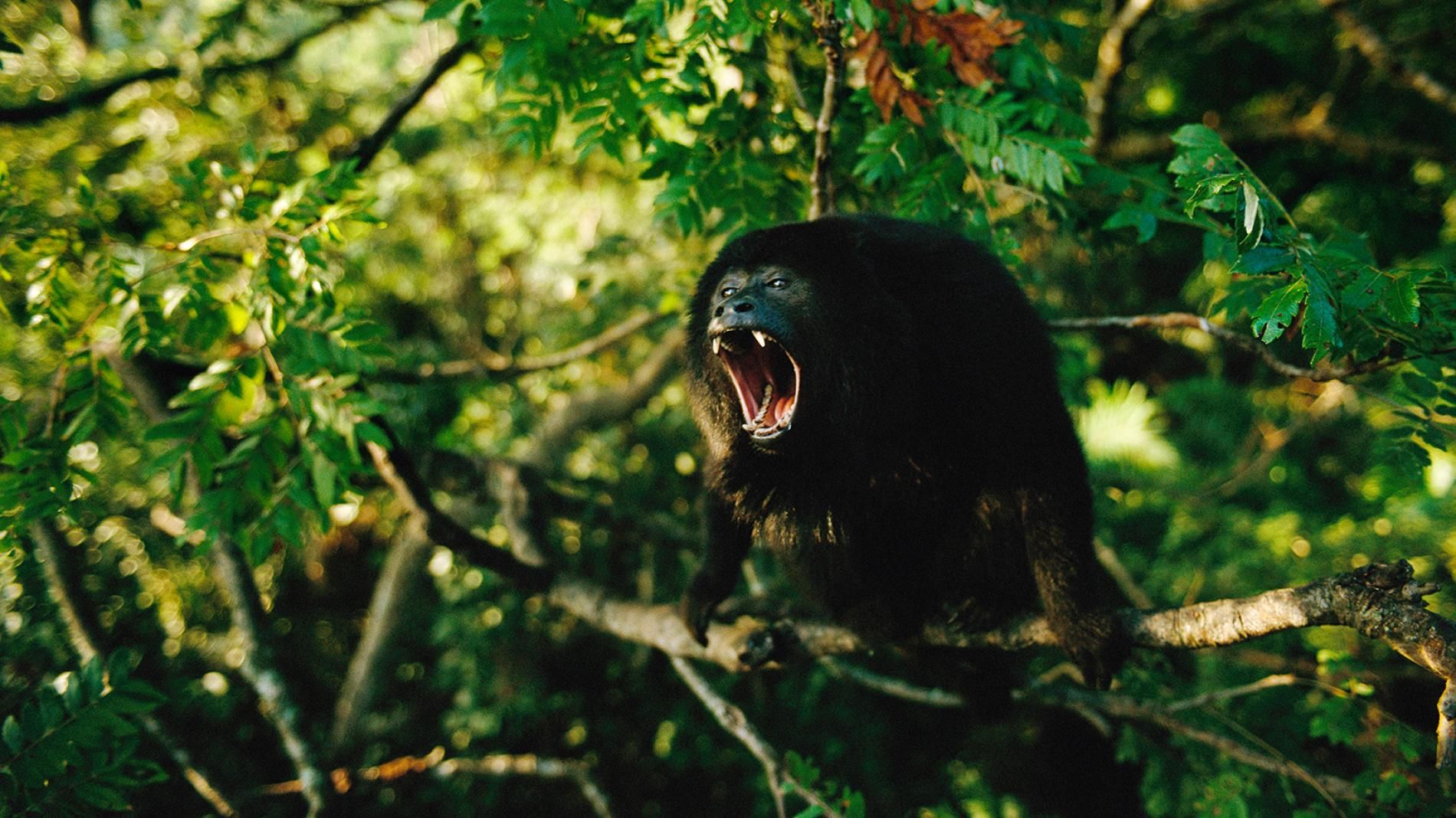 Howler Monkey Wallpapers - Wallpaper Cave