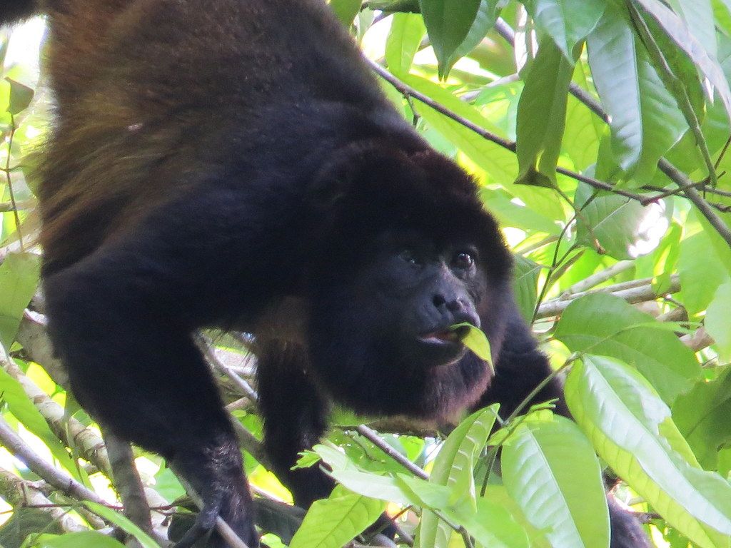 Howler Monkey Wallpapers - Wallpaper Cave