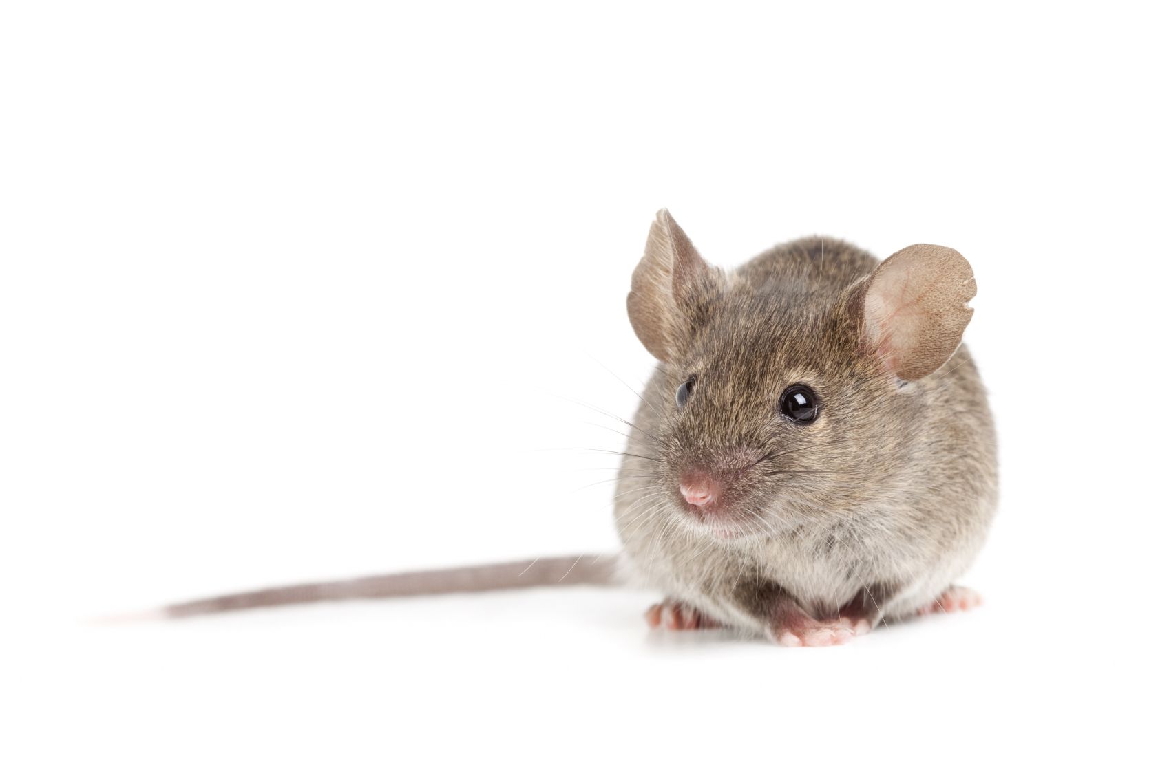 Rodents Wallpapers - Wallpaper Cave