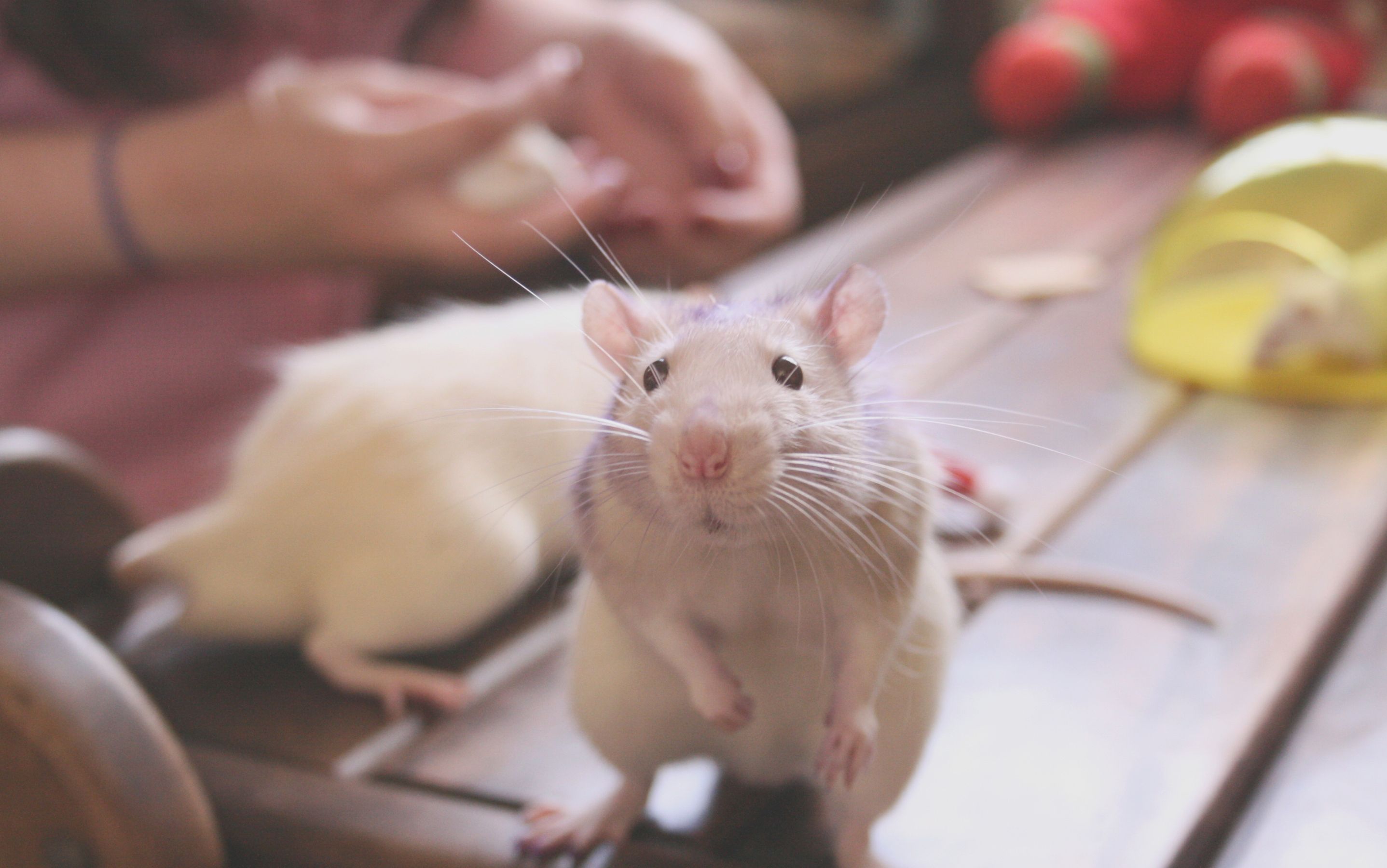 Rodents Wallpapers - Wallpaper Cave