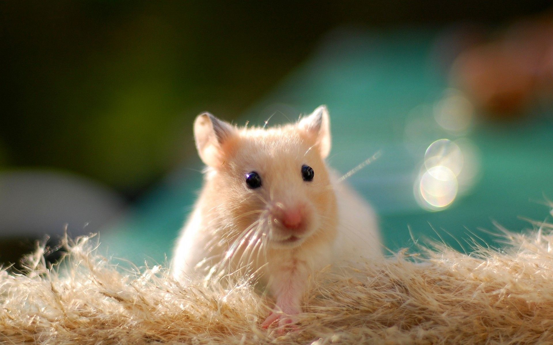 Rodents Wallpapers - Wallpaper Cave