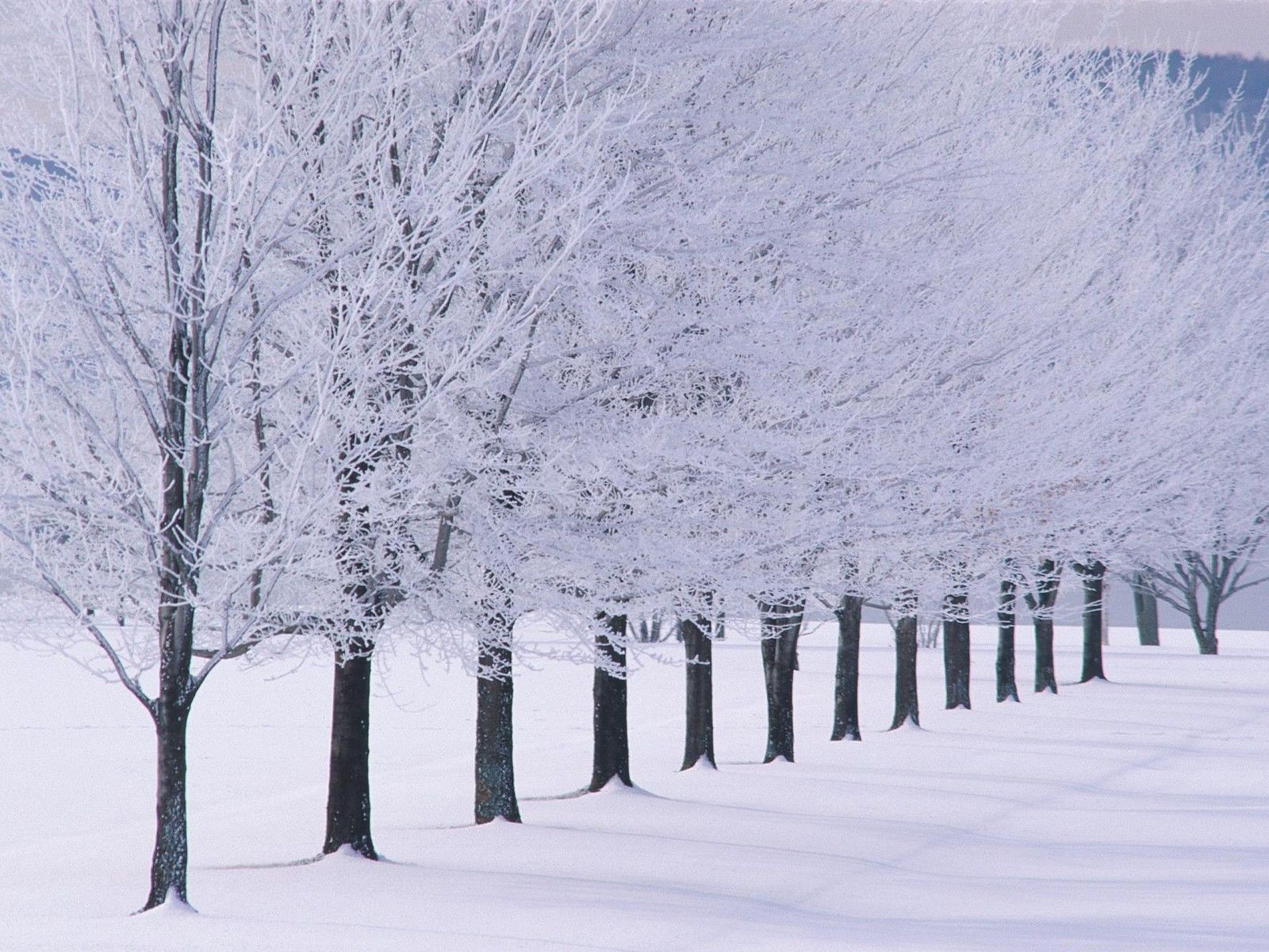 Winter Season Trees Wallpapers - Wallpaper Cave