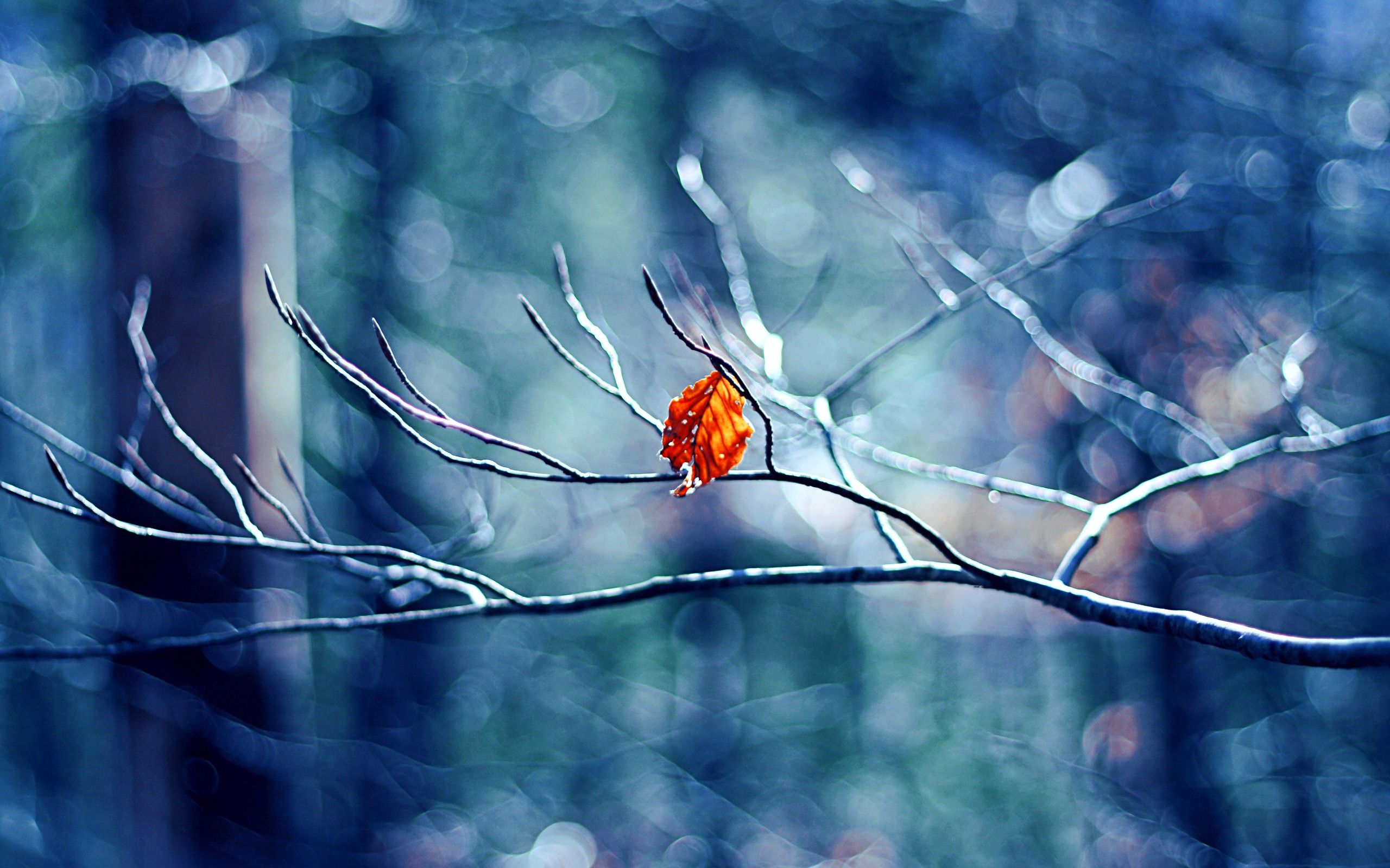 Winter Season Trees Wallpapers - Wallpaper Cave