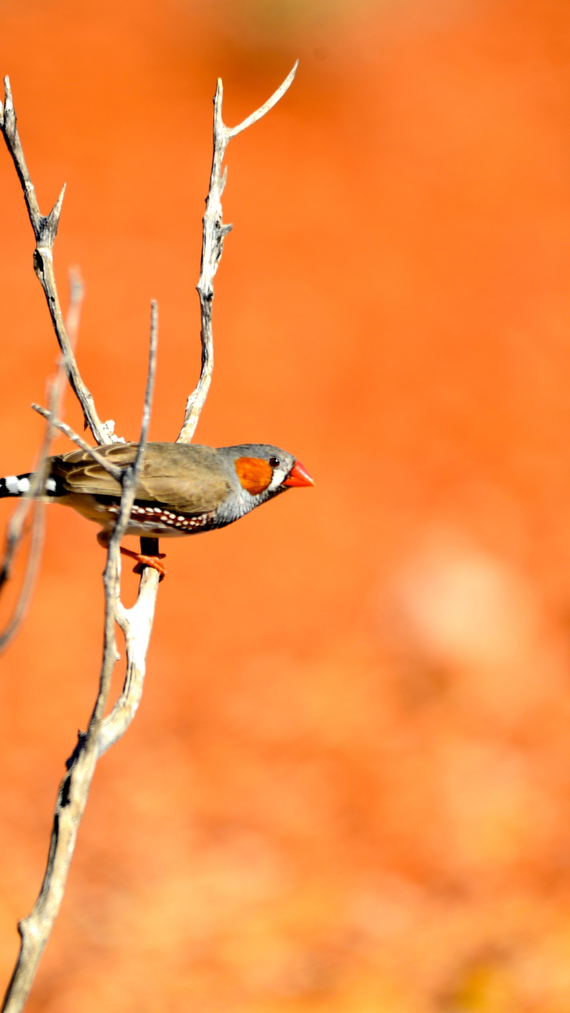 Zebra Finch Wallpapers - Wallpaper Cave